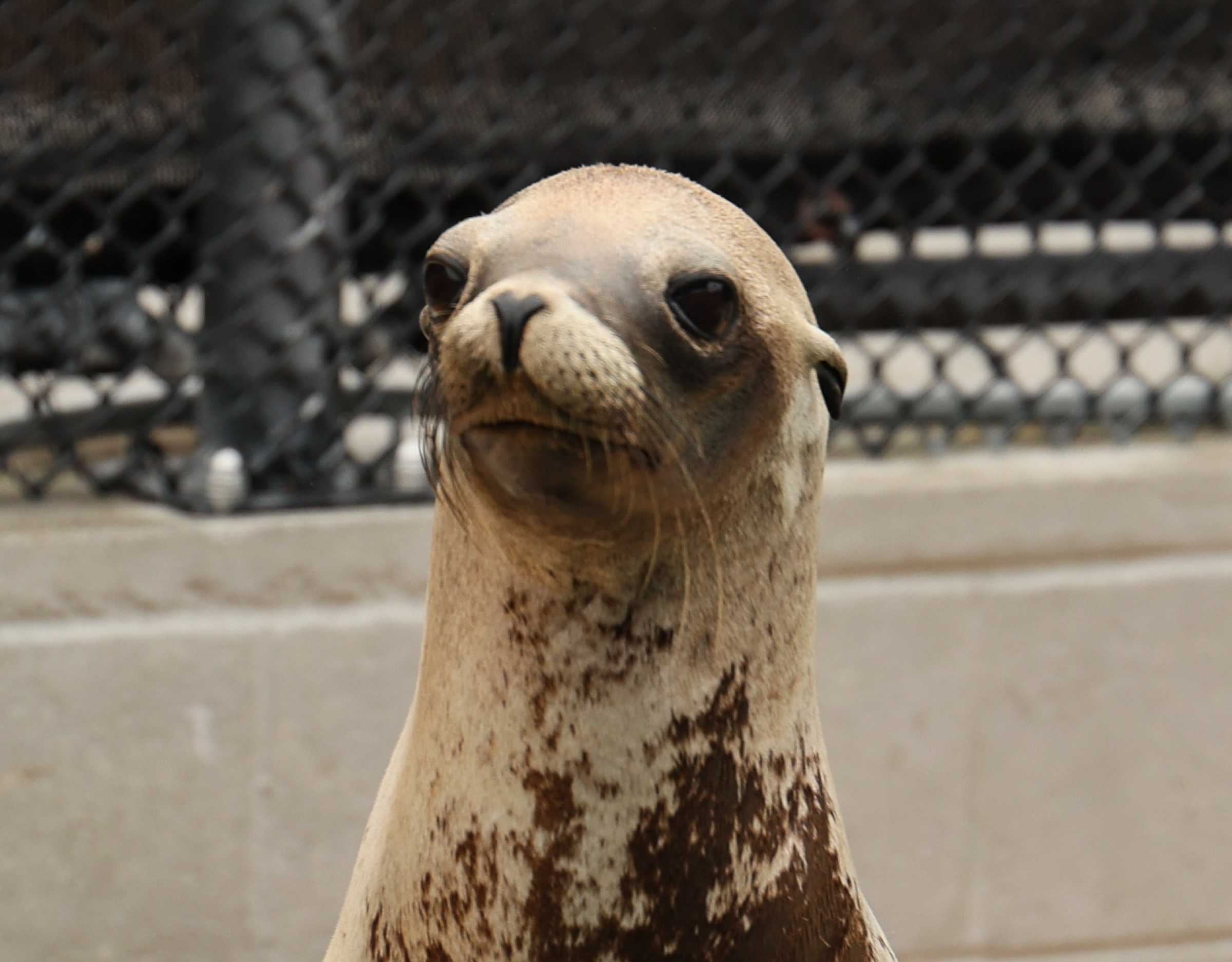 Alligator | The Marine Mammal Center