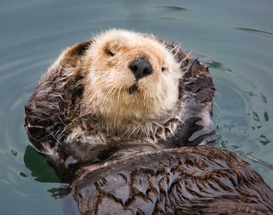 Marine Mammal Monday: Sea Otter Spectacular | The Marine Mammal Center