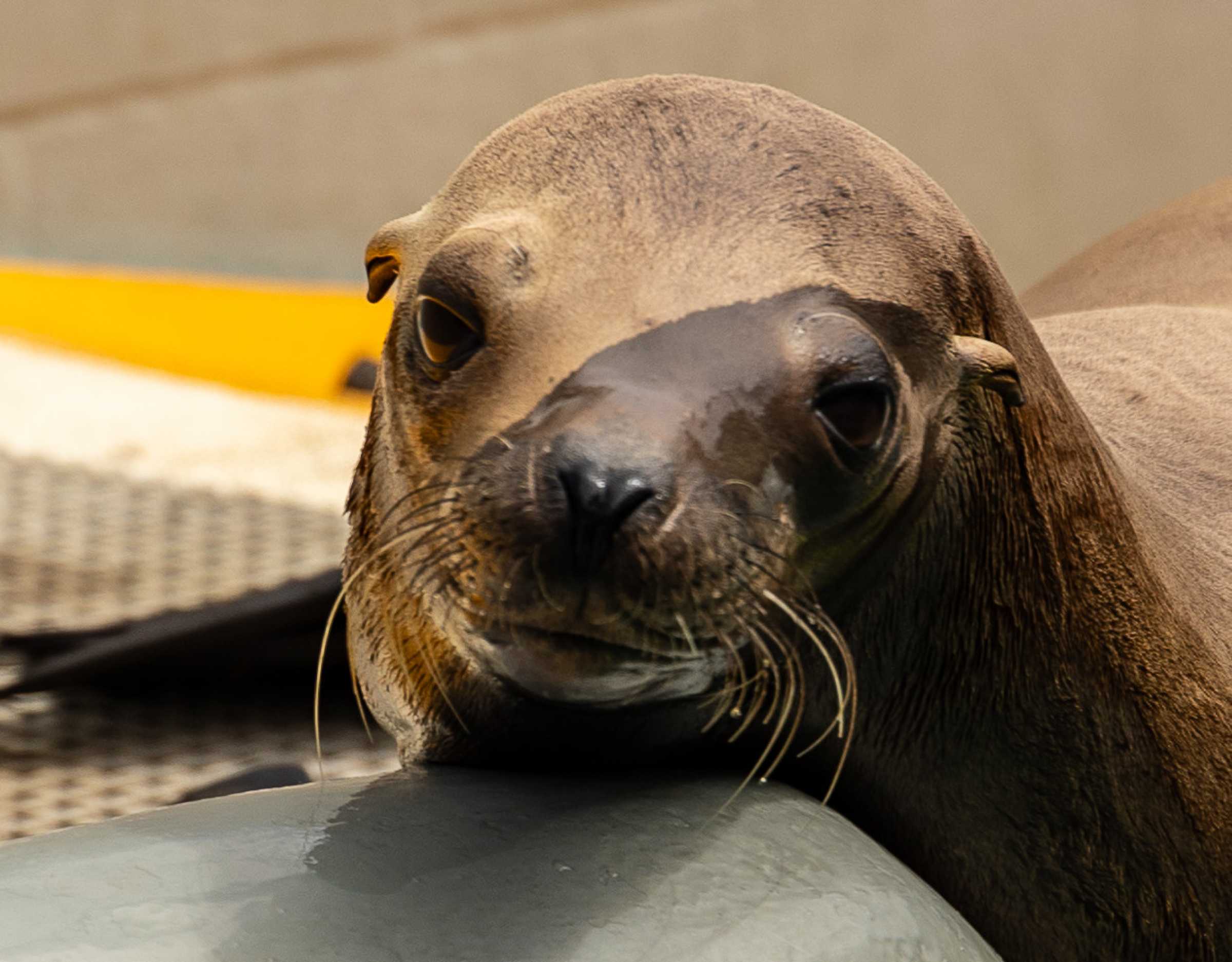 Sname | The Marine Mammal Center