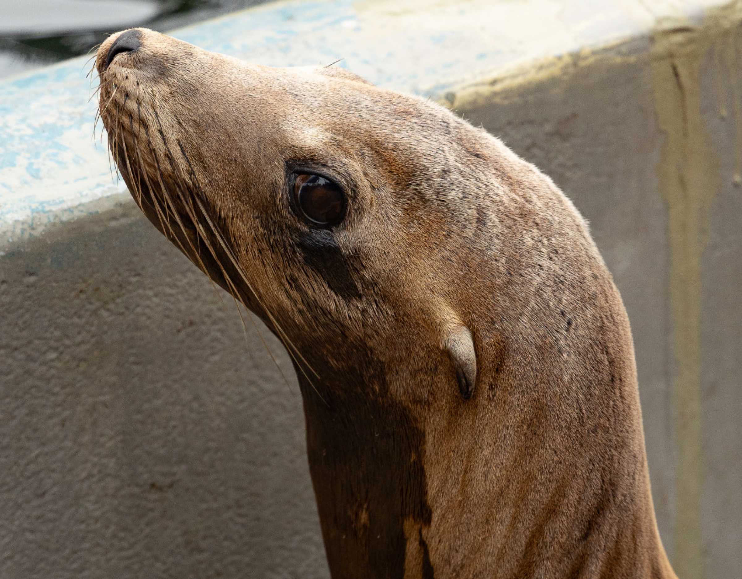 Pickles | The Marine Mammal Center