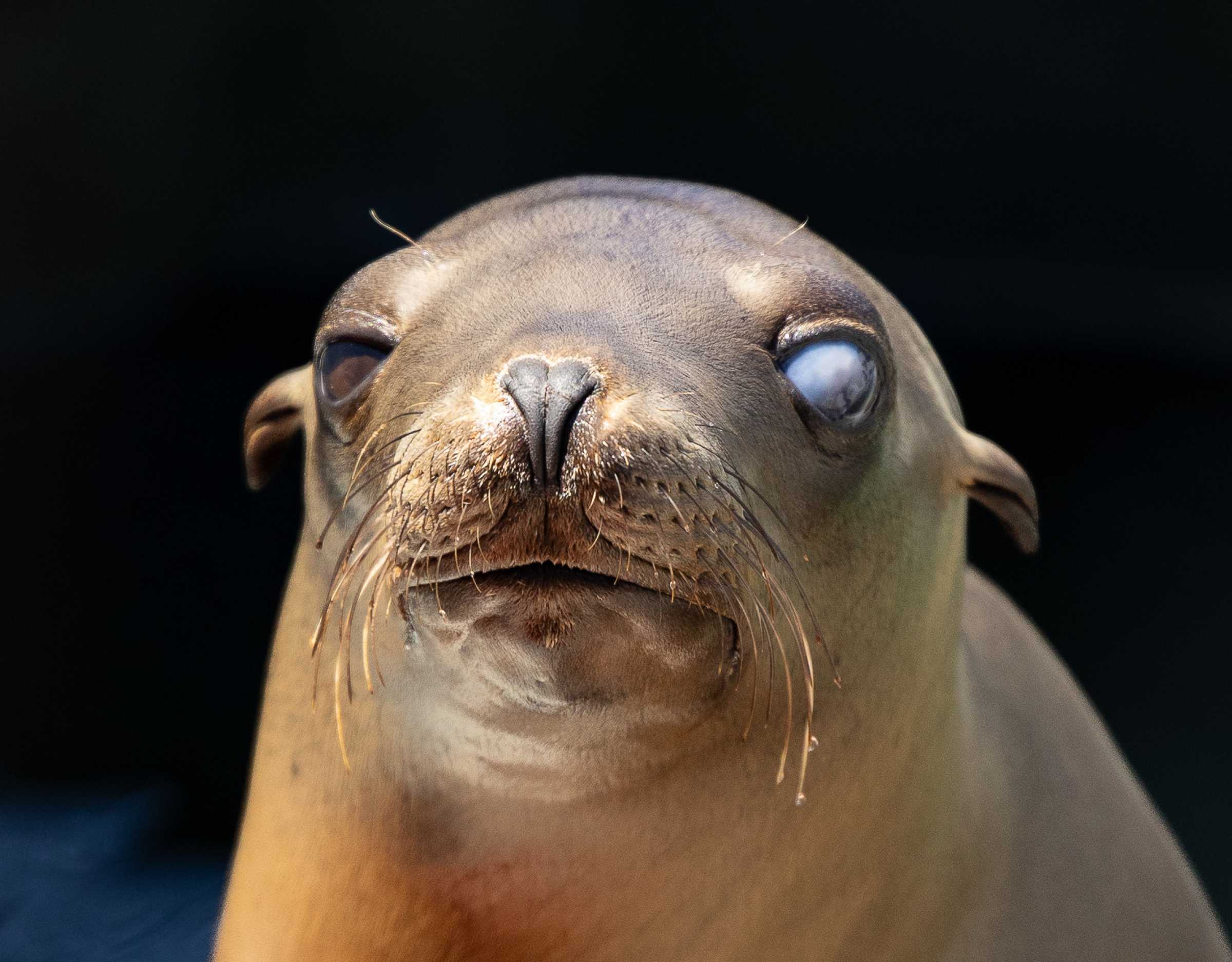 Potash | The Marine Mammal Center