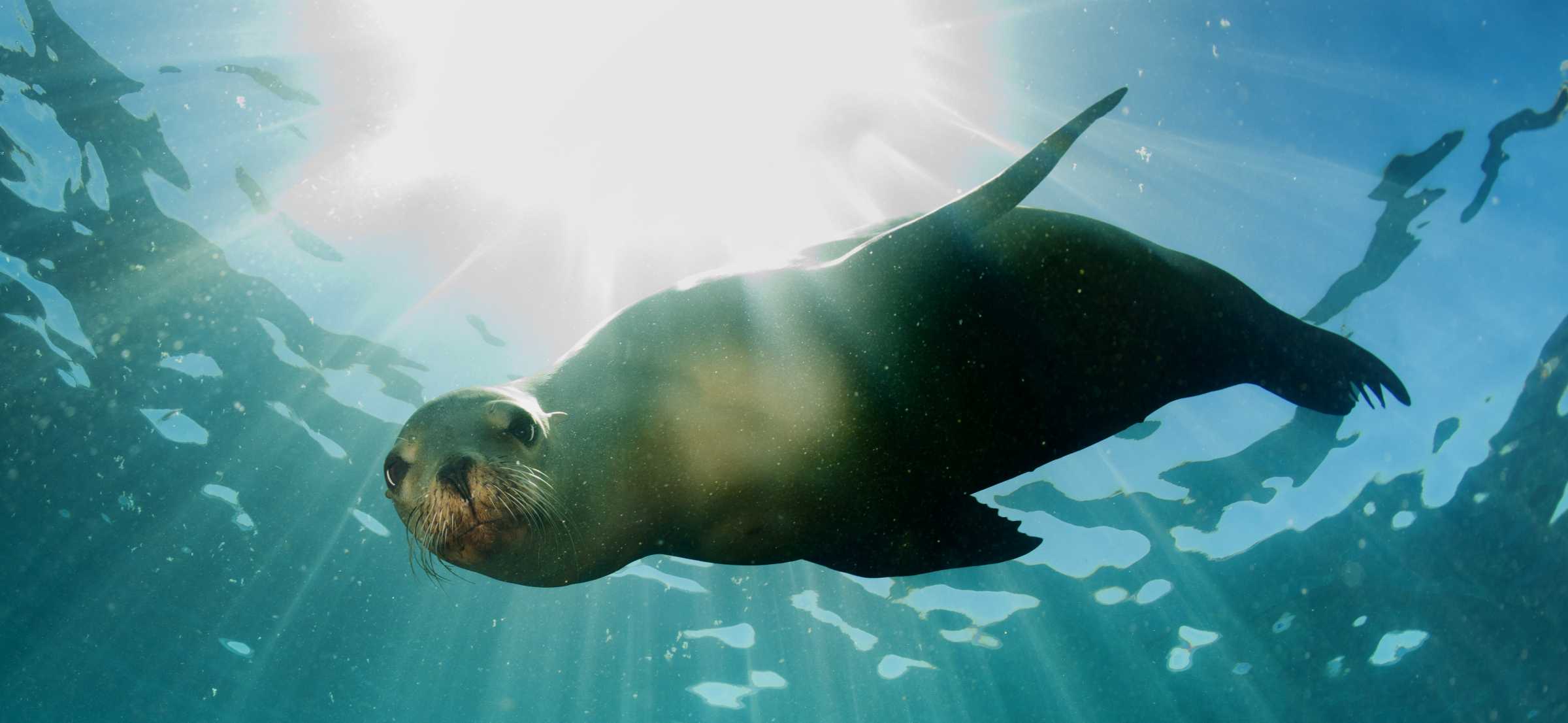 Dawn Helps Save Wildlife | The Marine Mammal Center