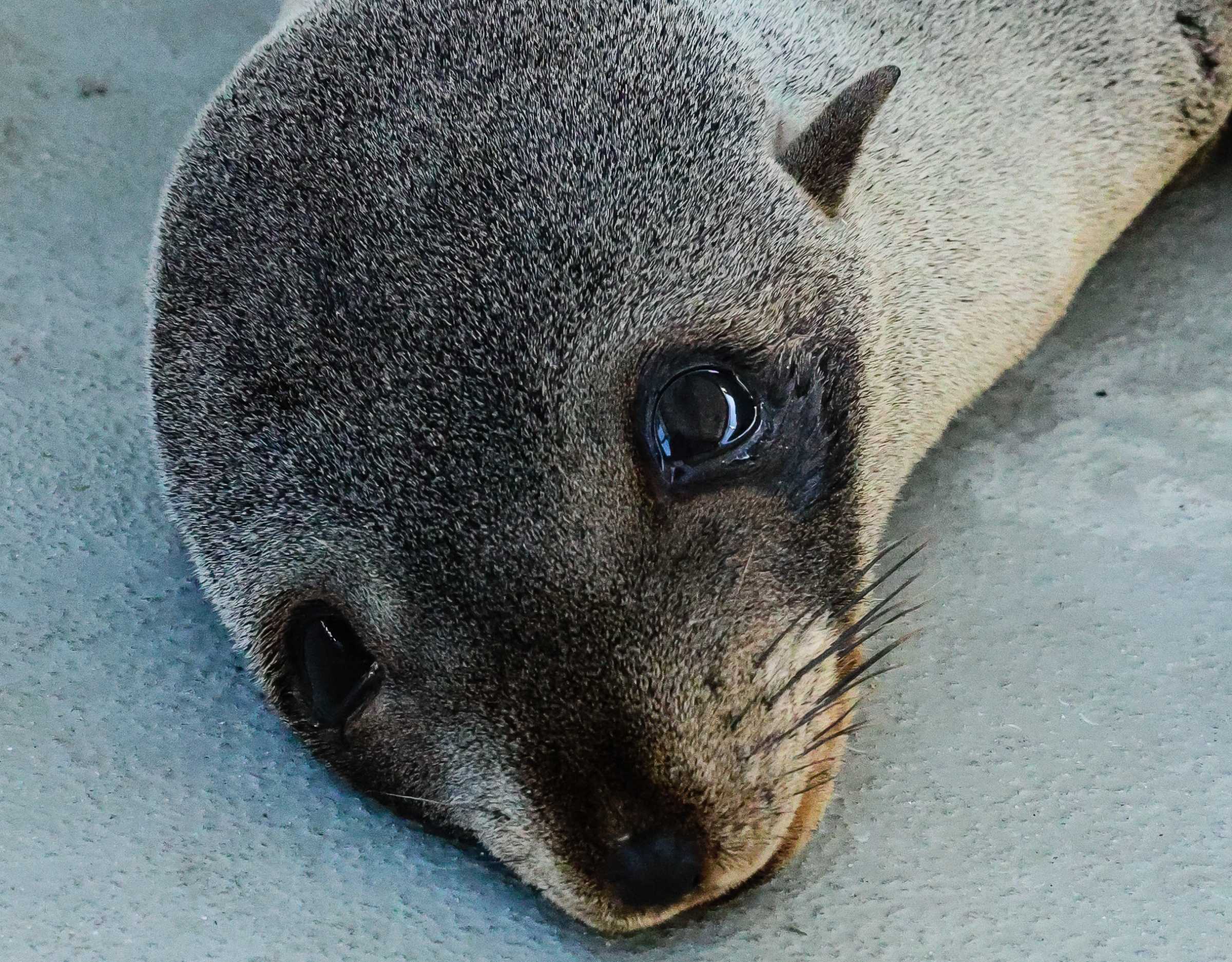 Massam | The Marine Mammal Center