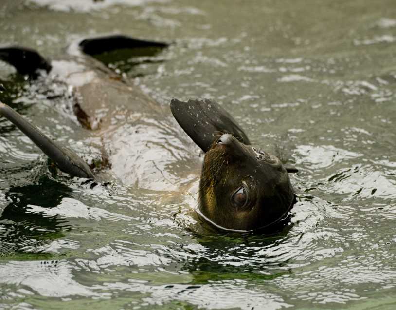 The Marine Mammal Center | Pacific Harbor Seal