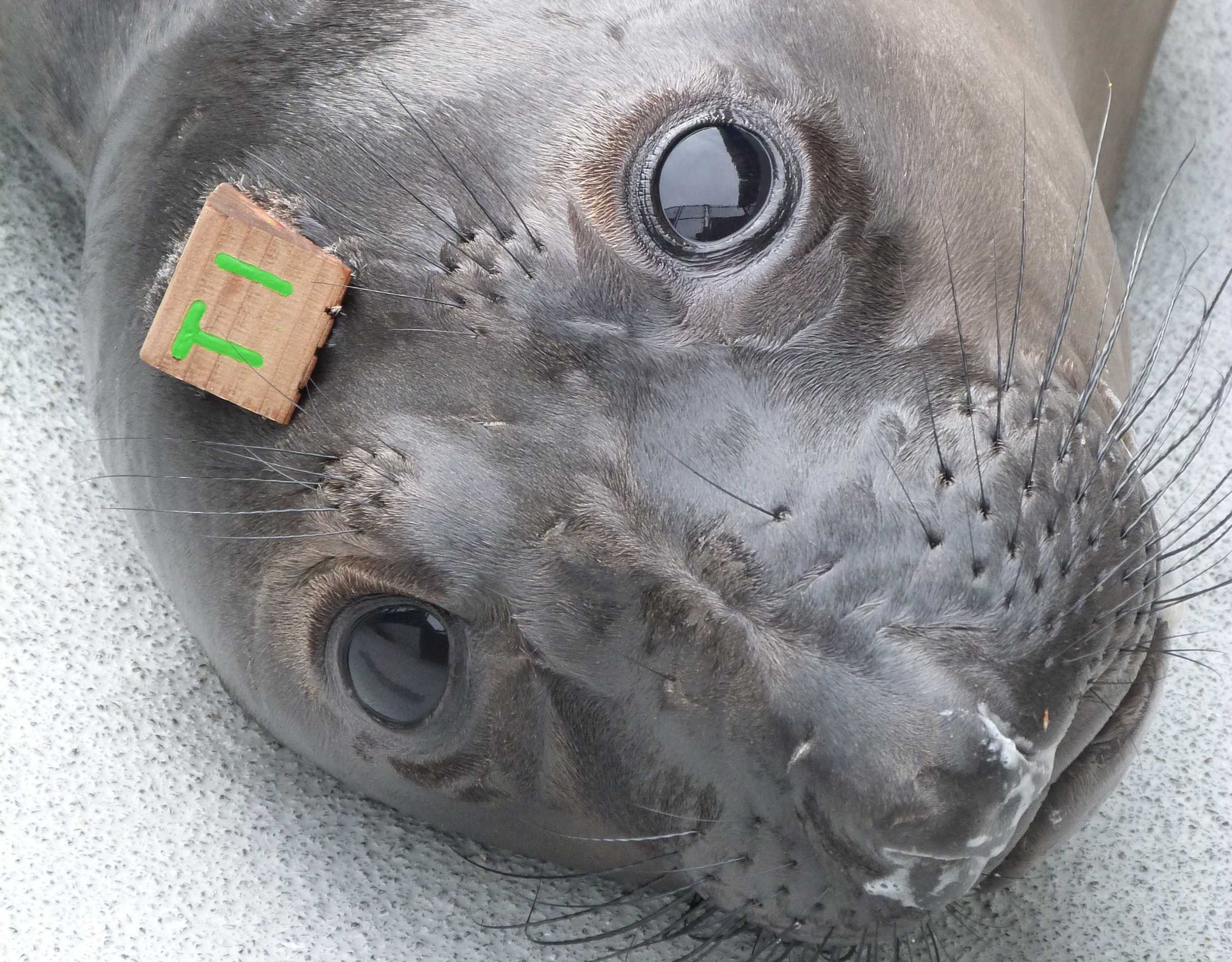 Leche | The Marine Mammal Center