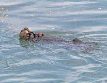 How Sea Otters Can Help Save the Planet | The Marine Mammal Center
