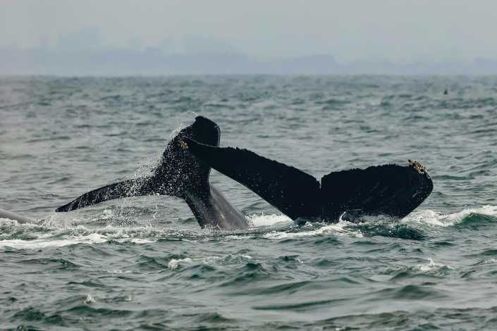 Learn About Marine Mammals | The Marine Mammal Center