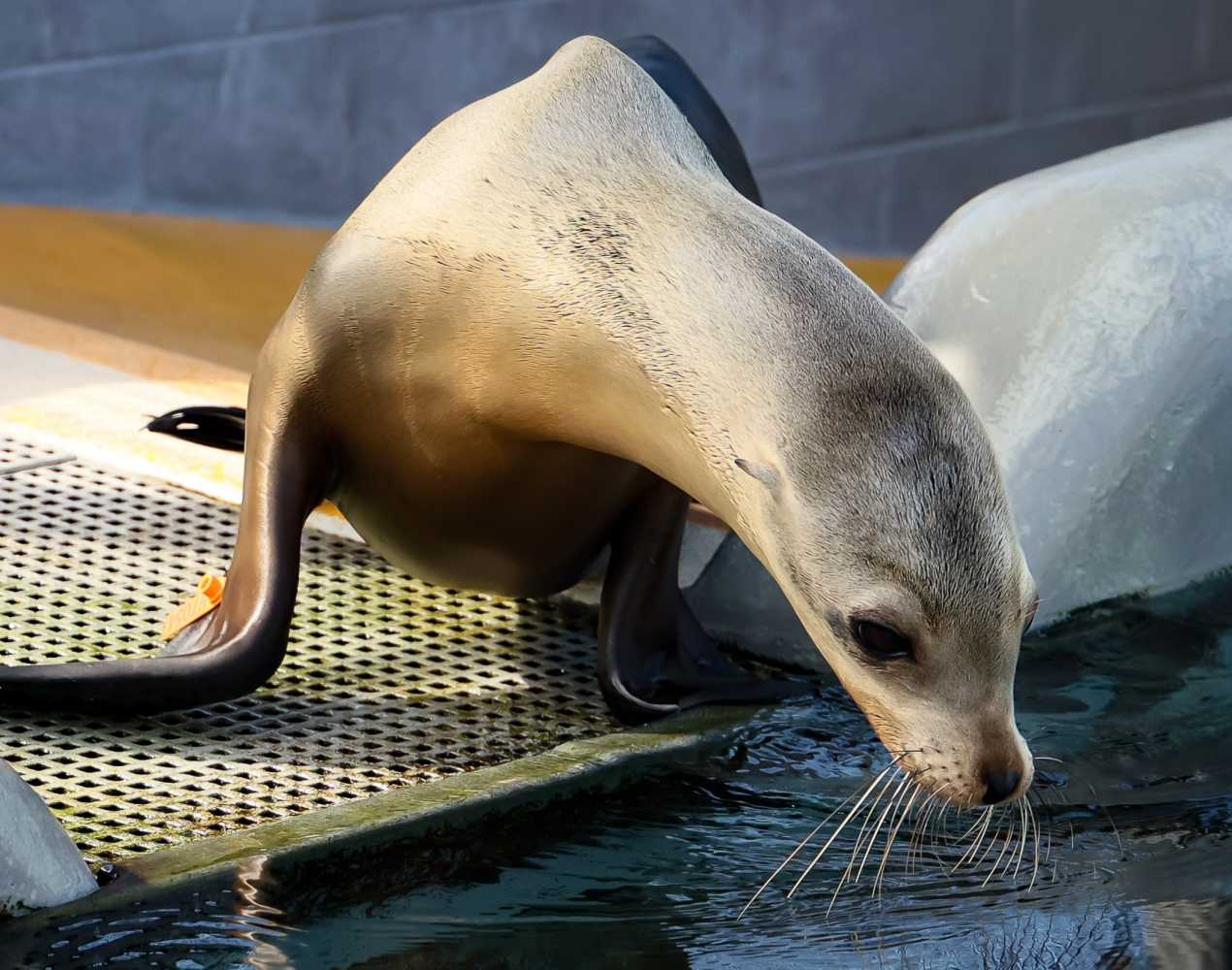 Perch | The Marine Mammal Center