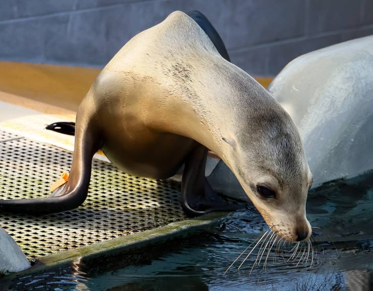 Perch | The Marine Mammal Center