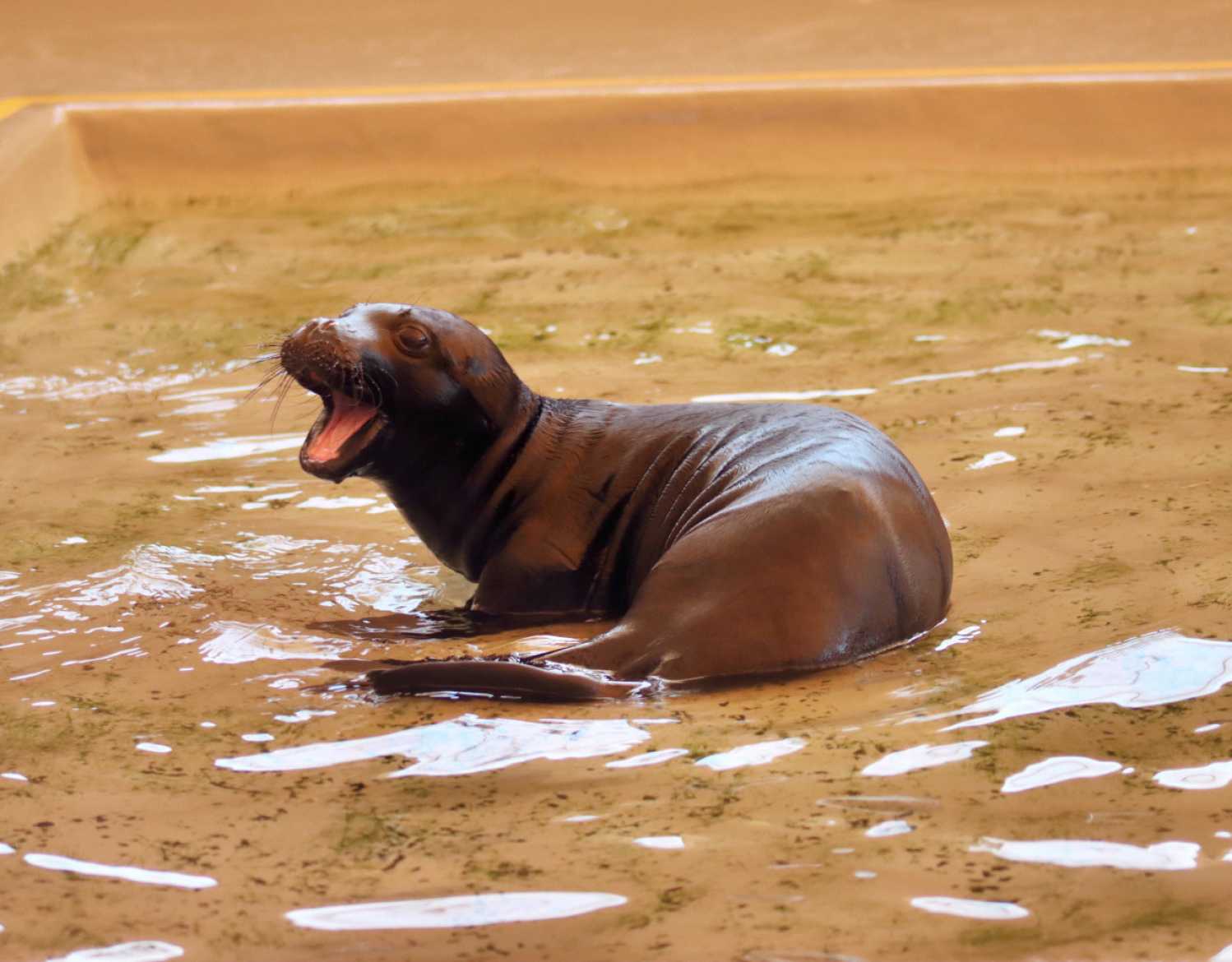 Newborn Hawaiian Monk Seal Pup Now Receiving Care | The Marine Mammal ...