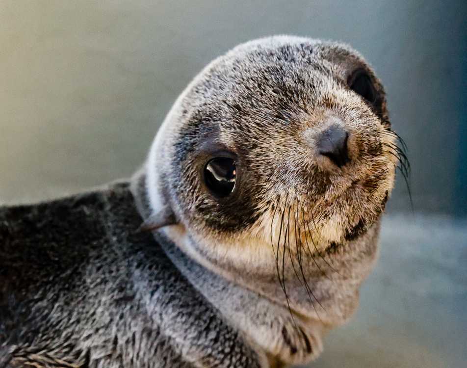 Los Angeles Times: These Are the 'Hot Spots' in California for Seal ...