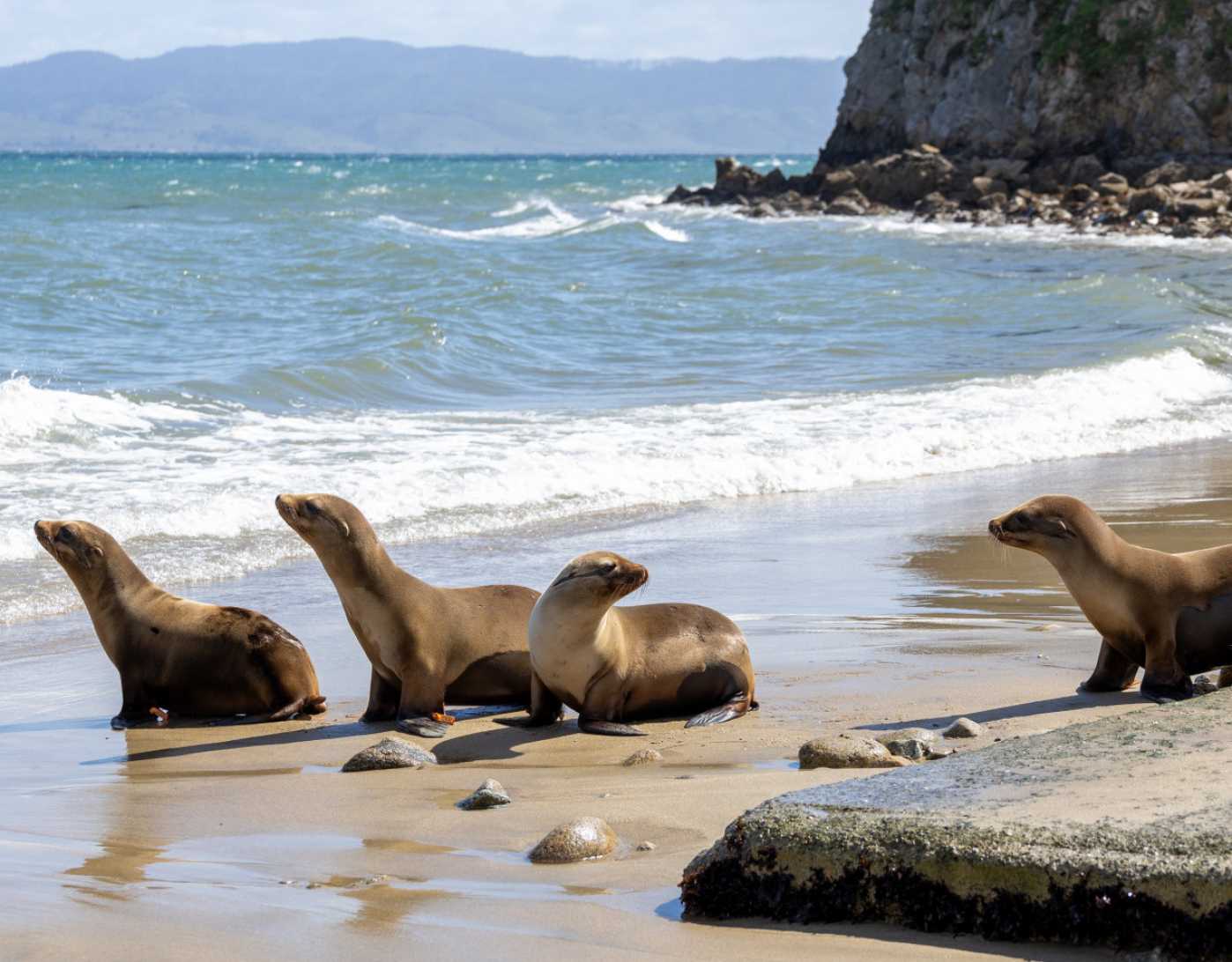 News | The Marine Mammal Center