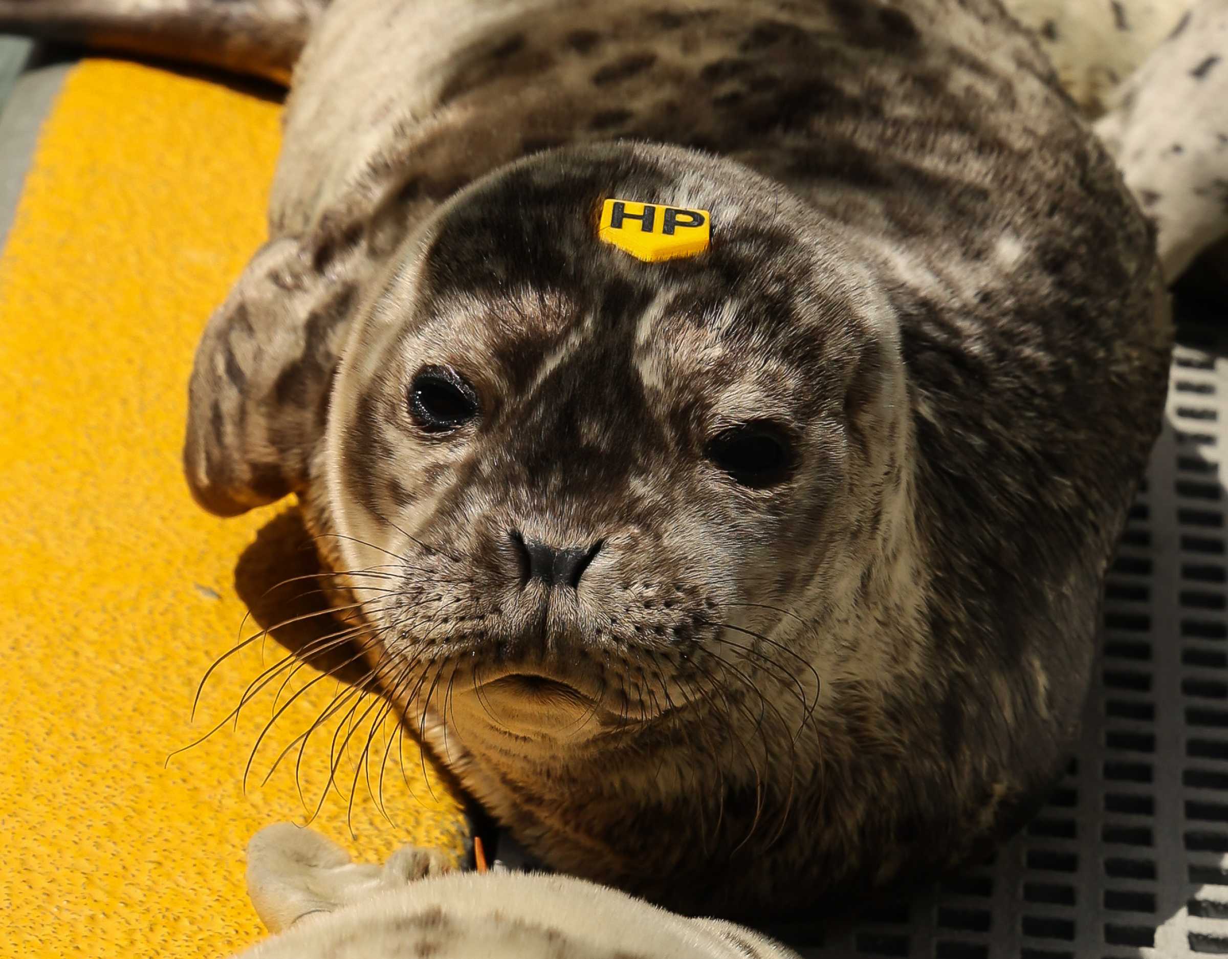 Milani | The Marine Mammal Center