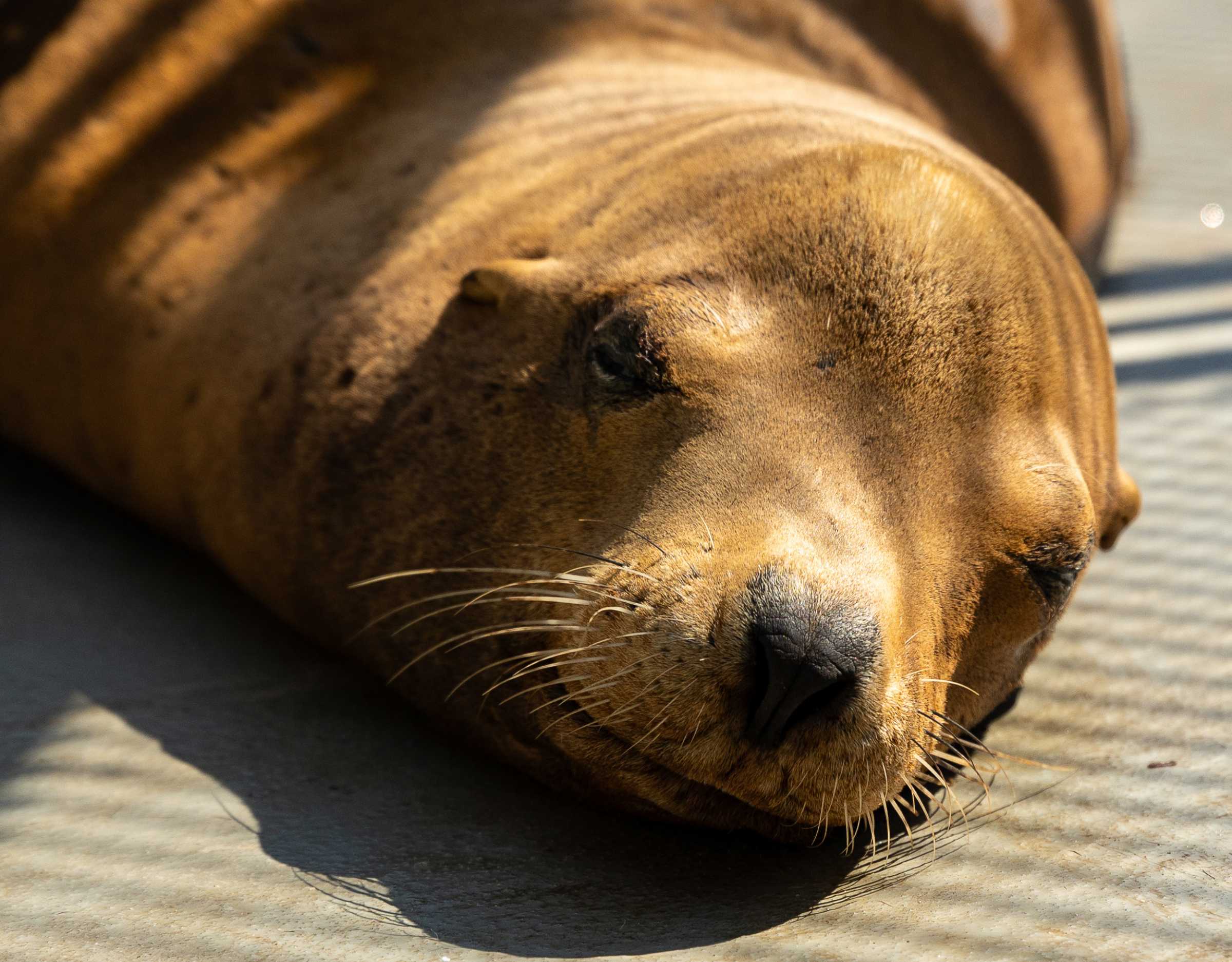 Greggy | The Marine Mammal Center