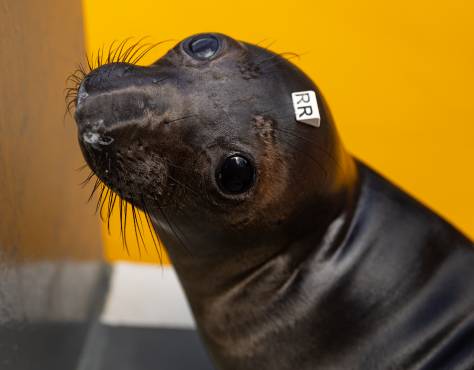 SFGATE: The Secret Sex Lives of Harbor Porpoises Under San Francisco's ...