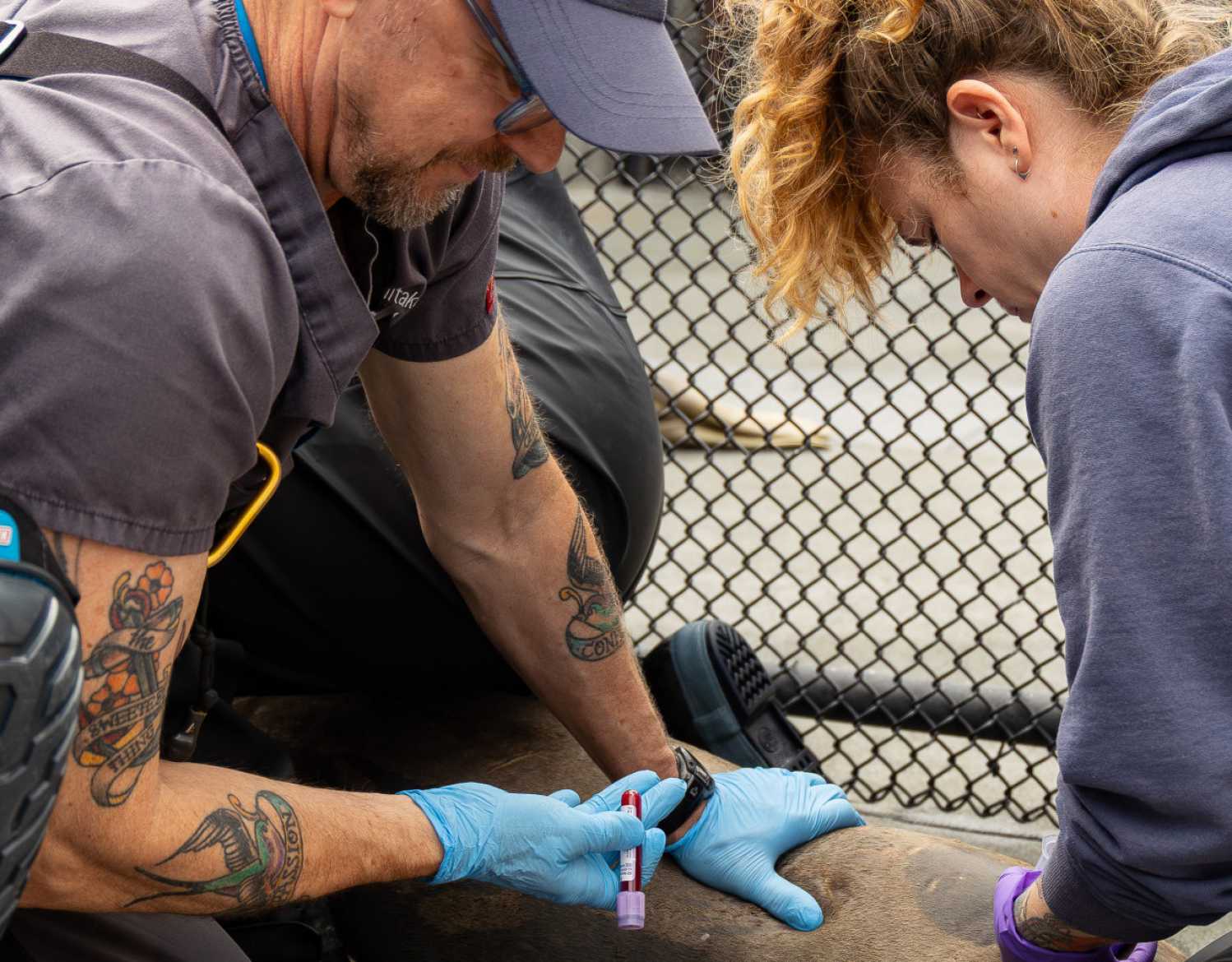 Bird Flu Vaccine Trial Offers Hope for Protecting Hawaiian Monk Seals ...