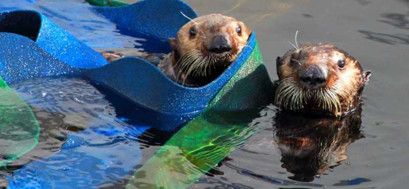 How Sea Otters Can Help Save the Planet | The Marine Mammal Center
