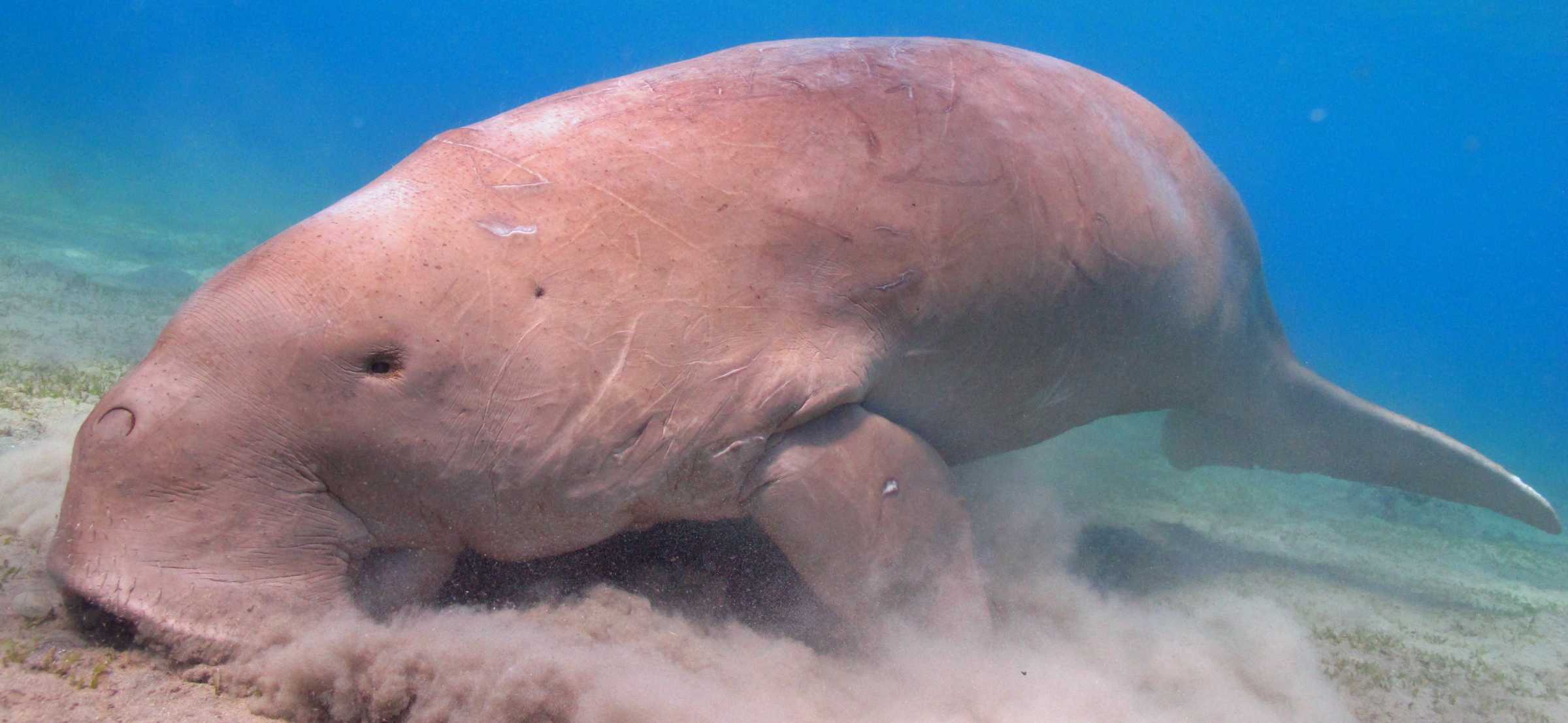 Manatees and Dugongs | The Marine Mammal Center