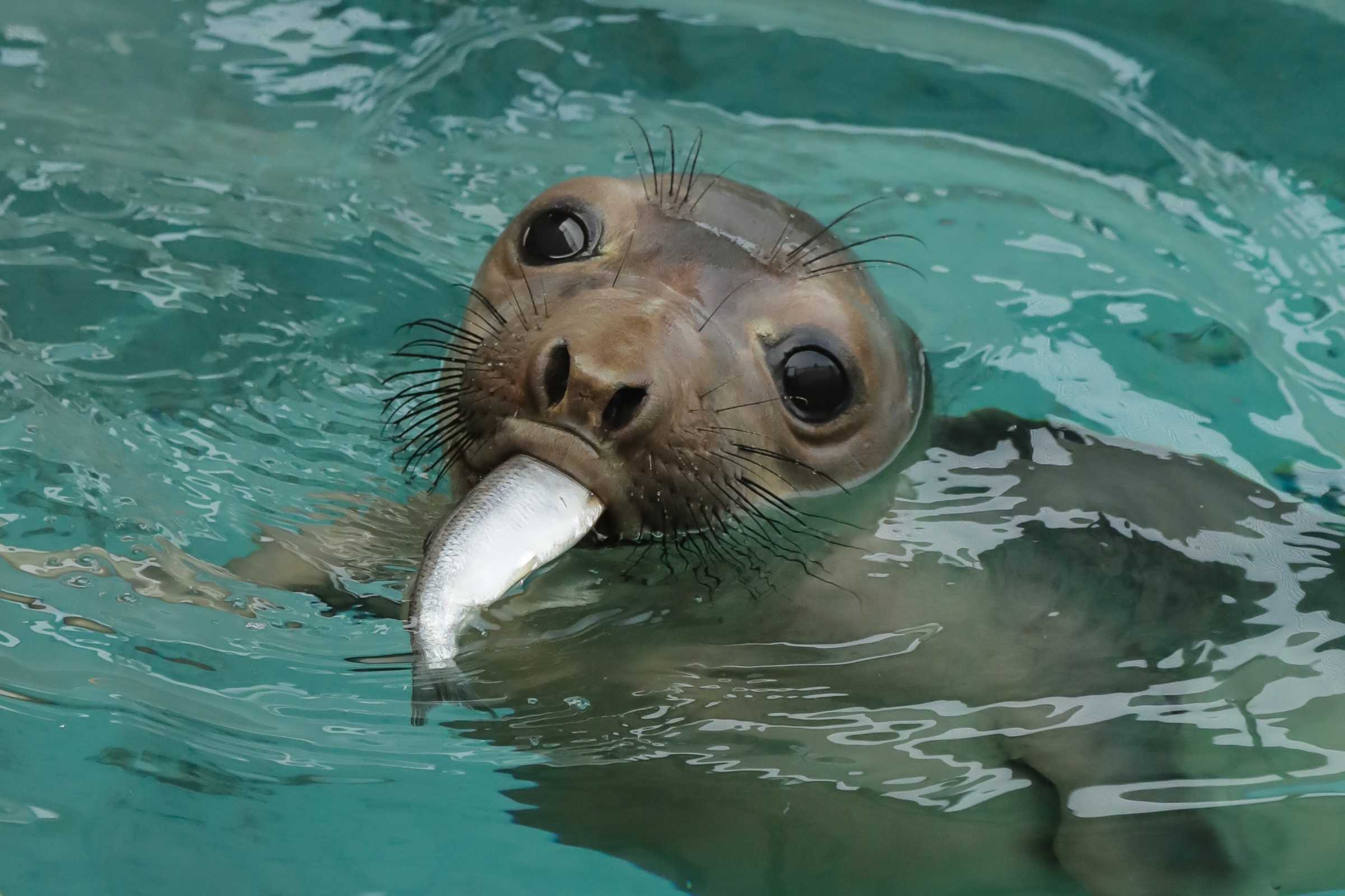 Wild-Caught Seafood | The Marine Mammal Center