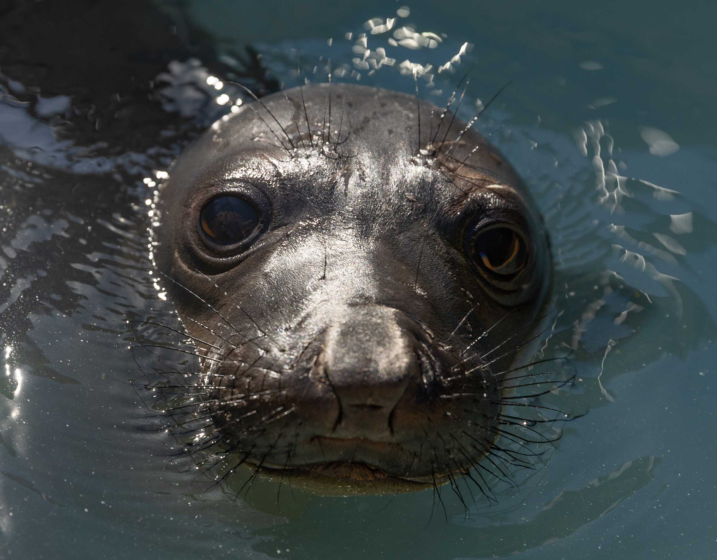 Skippy | The Marine Mammal Center