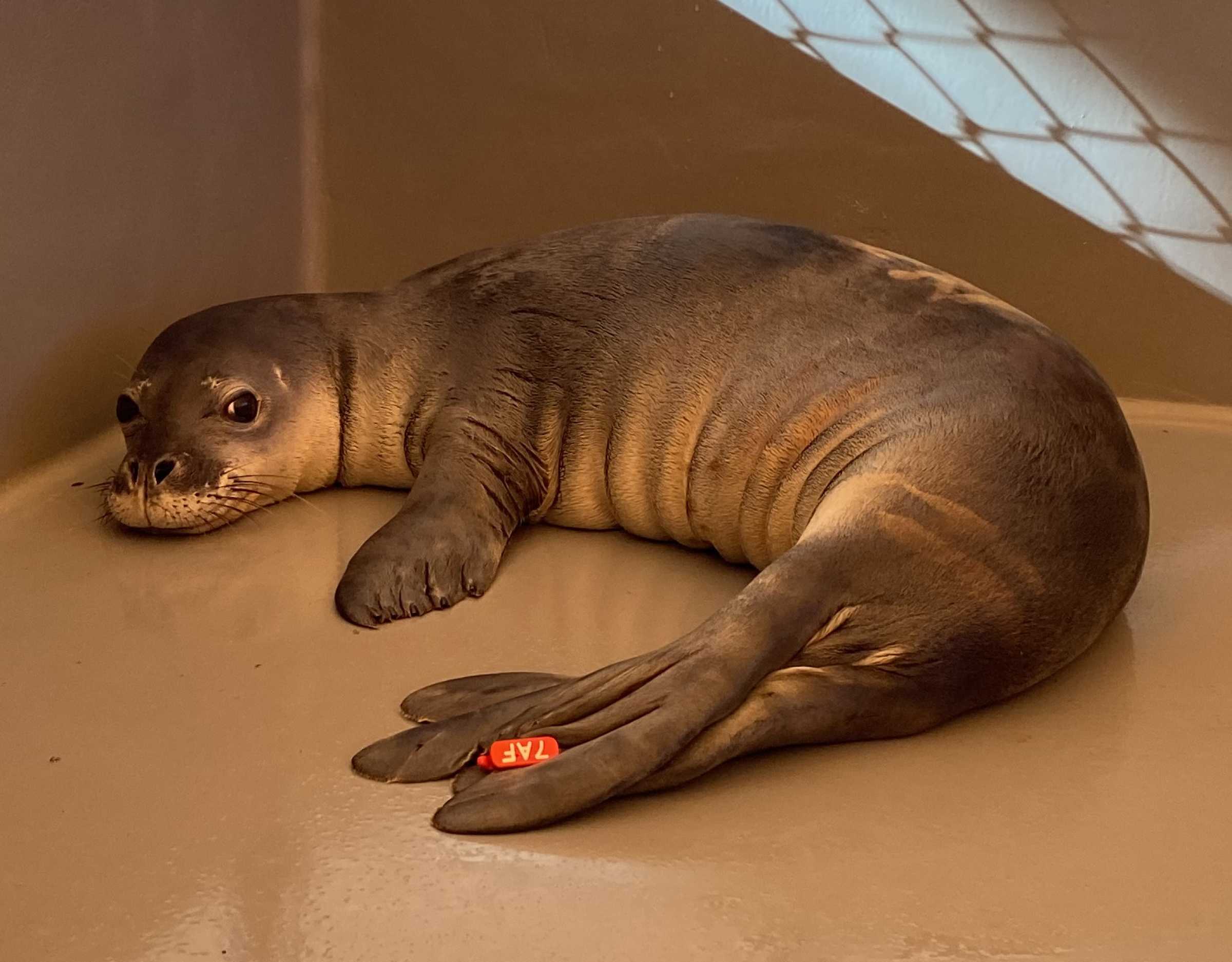 Hooked Hawaiian Monk Seal Released After Receiving Life-Saving Care ...