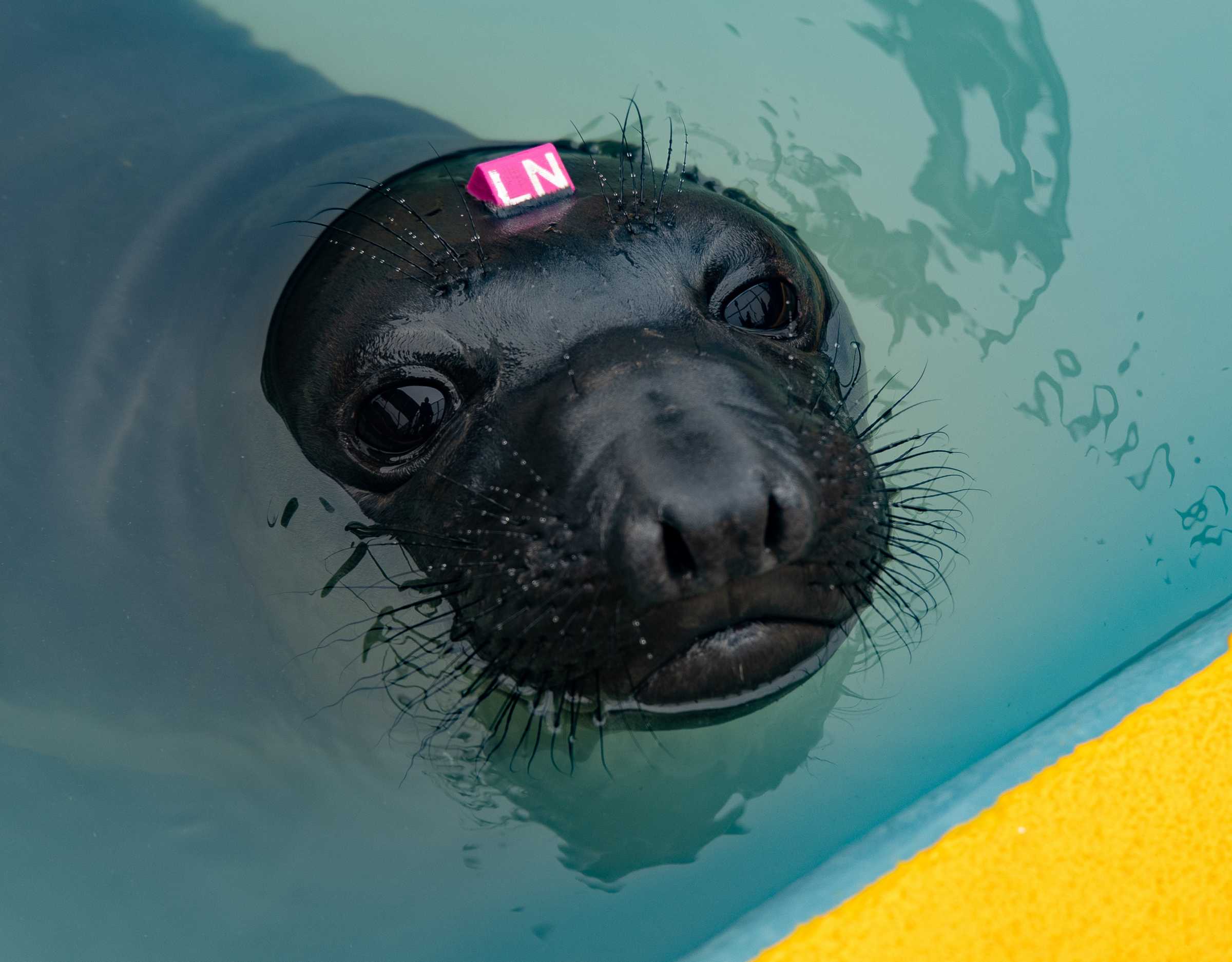 Jadu | The Marine Mammal Center
