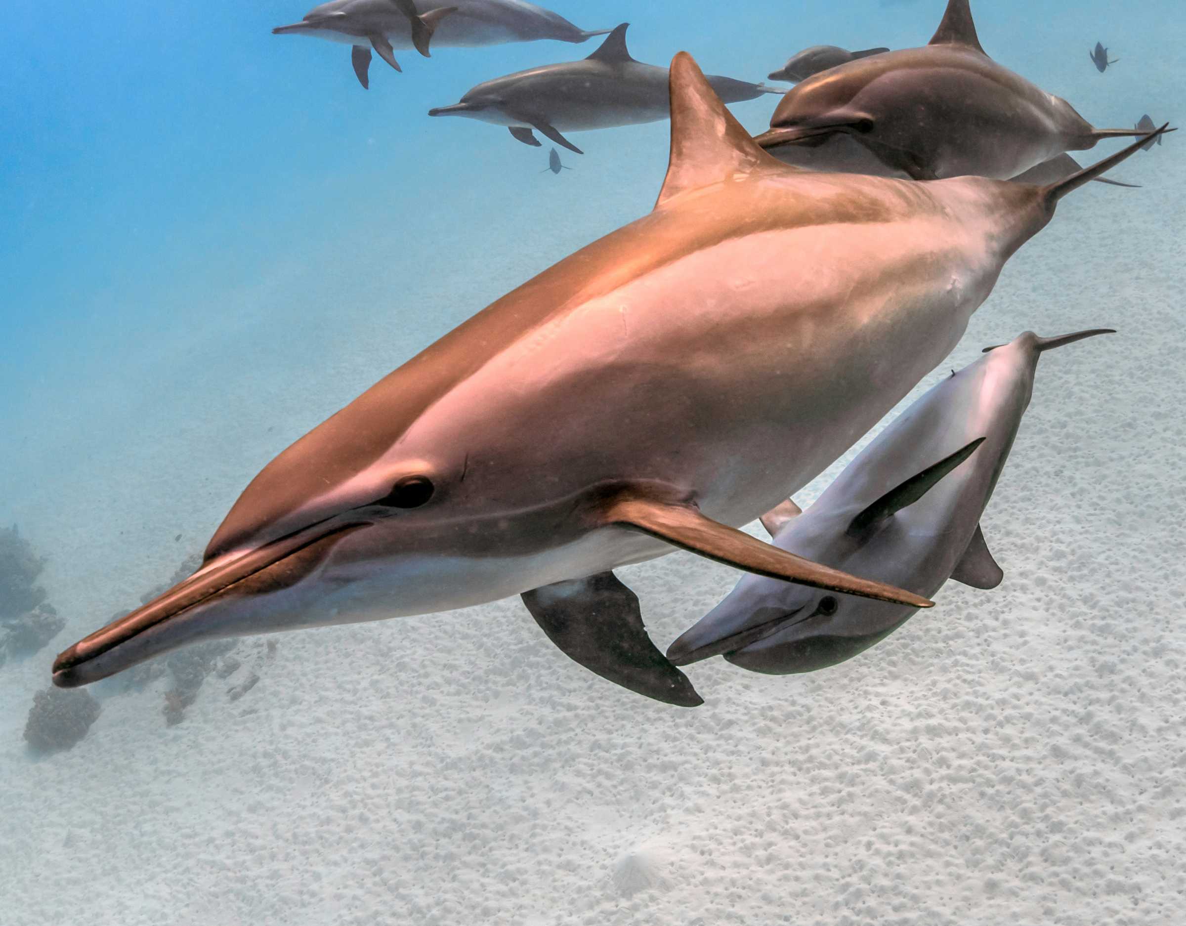 Sociosexual Behavior of Nocturnally Foraging Dusky and Spinner Dolphins ...