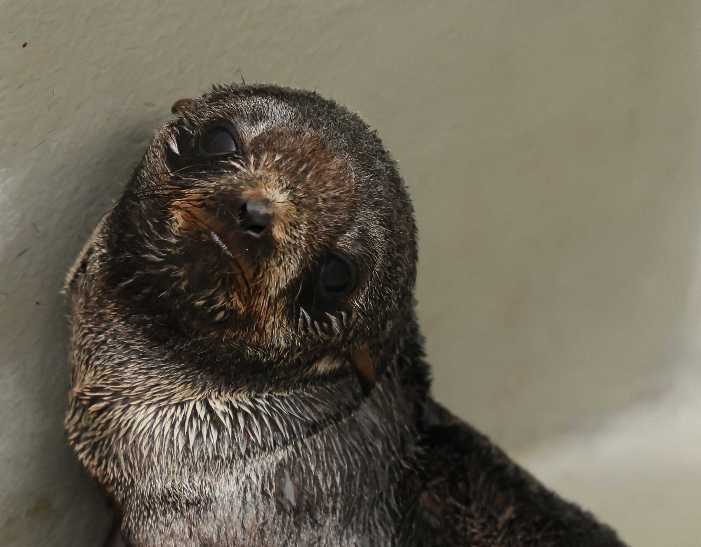 Cerberus | The Marine Mammal Center