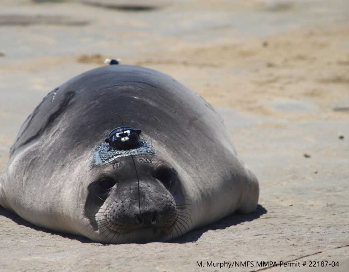 Studying Elephant Seals of the Central California Coast | The Marine ...