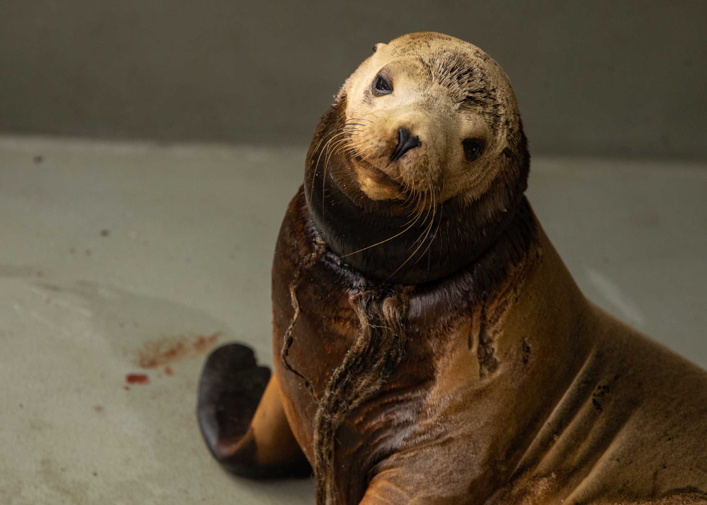 What it Takes to Rescue an Entangled Sea Lion | The Marine Mammal Center