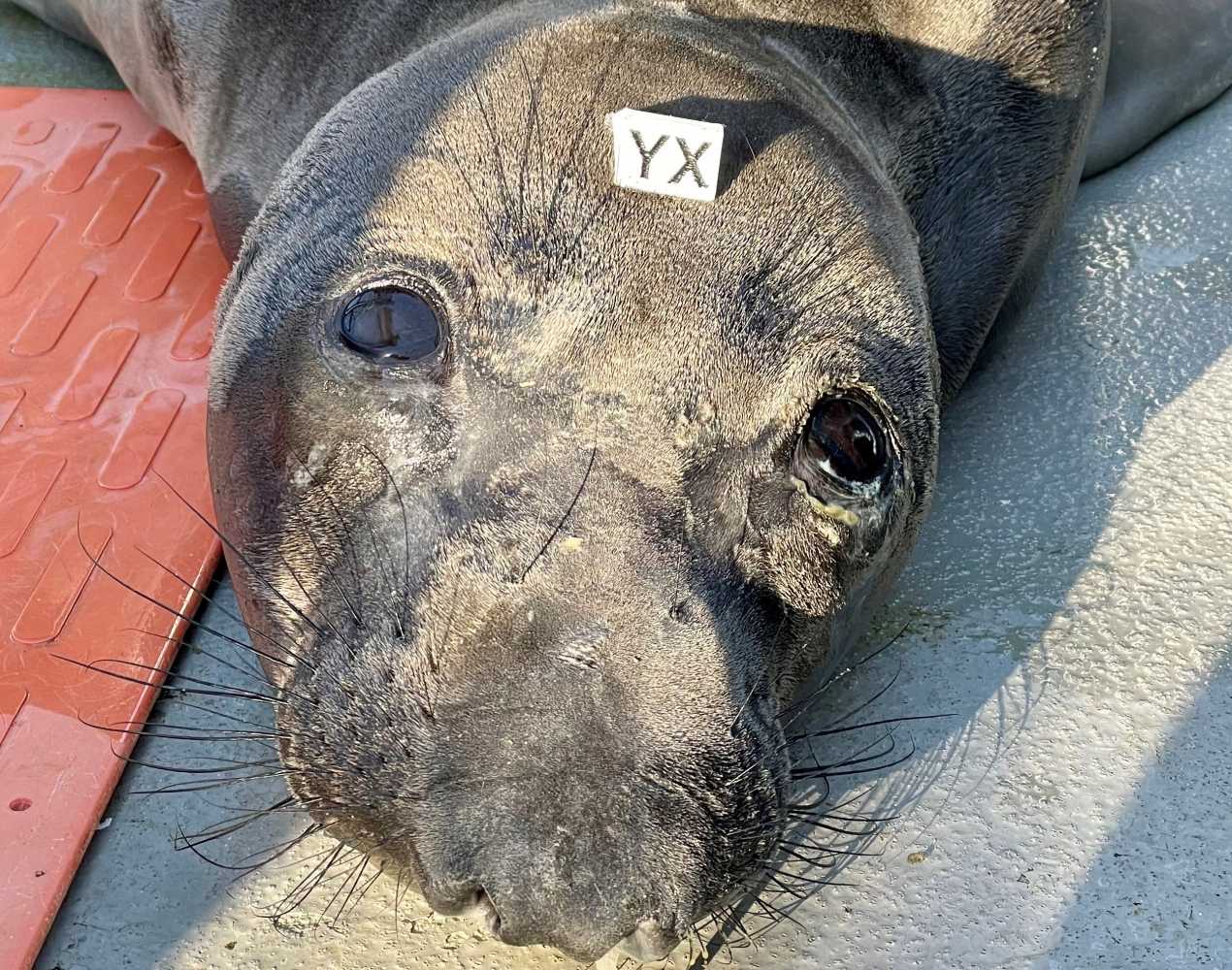 Yubby | The Marine Mammal Center