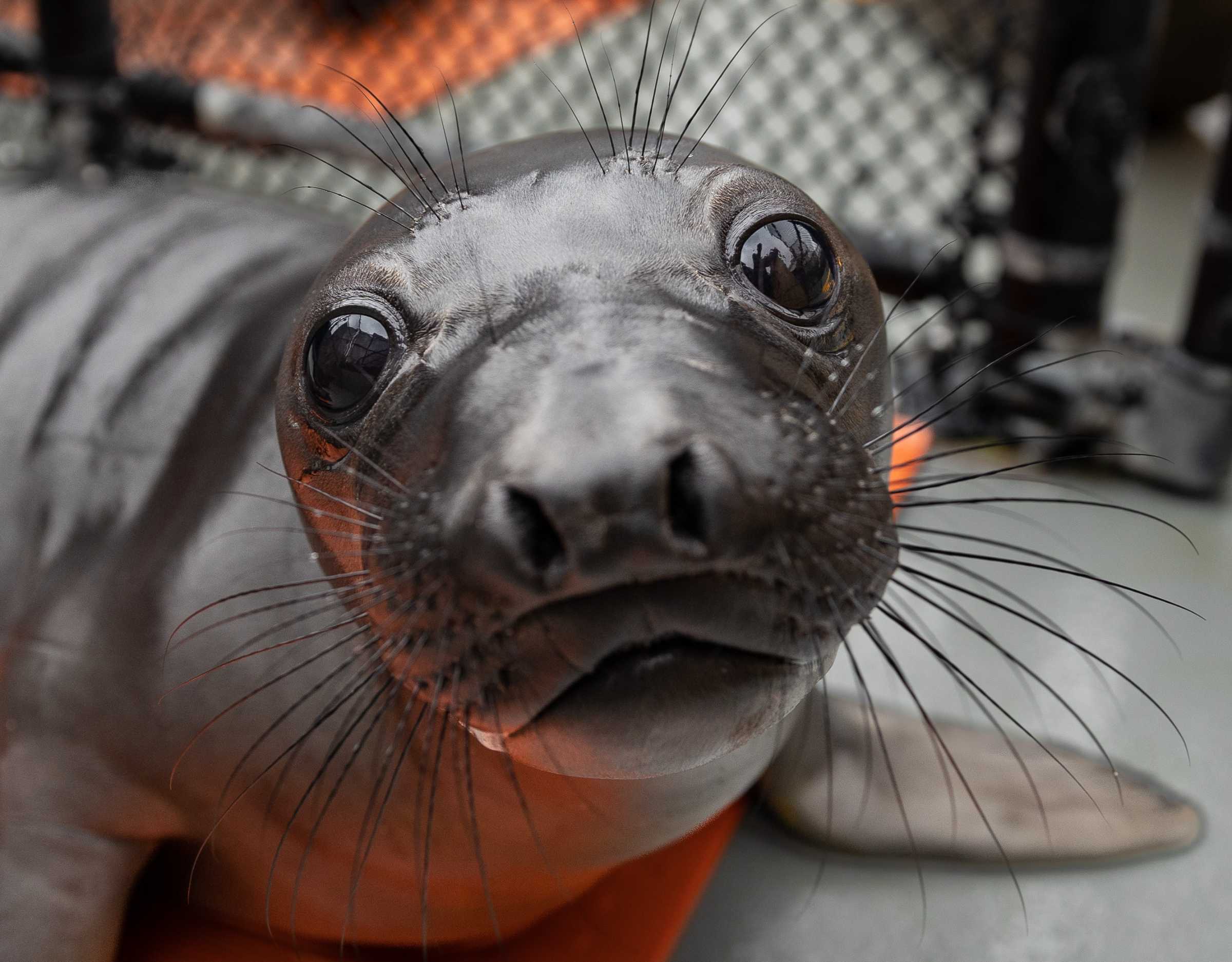 Lupine | The Marine Mammal Center