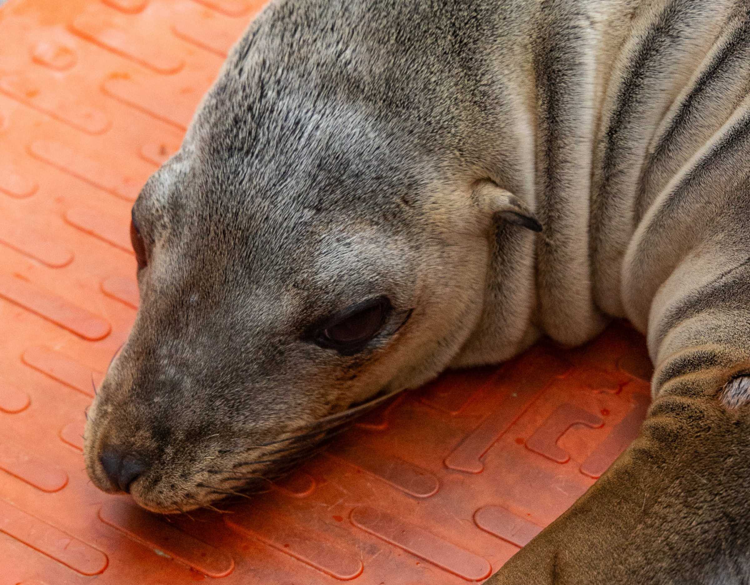 Bubs | The Marine Mammal Center