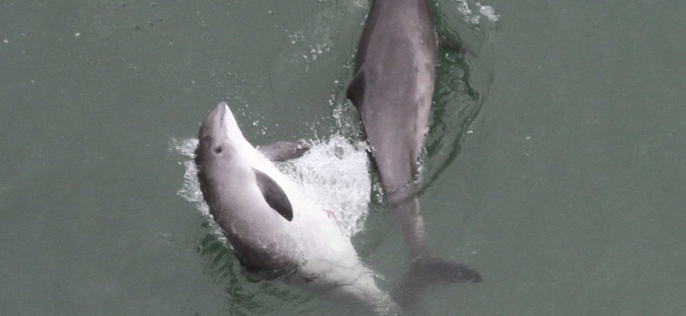 Harbor Porpoise Mating in the “Funnel of Love” | The Marine Mammal Center