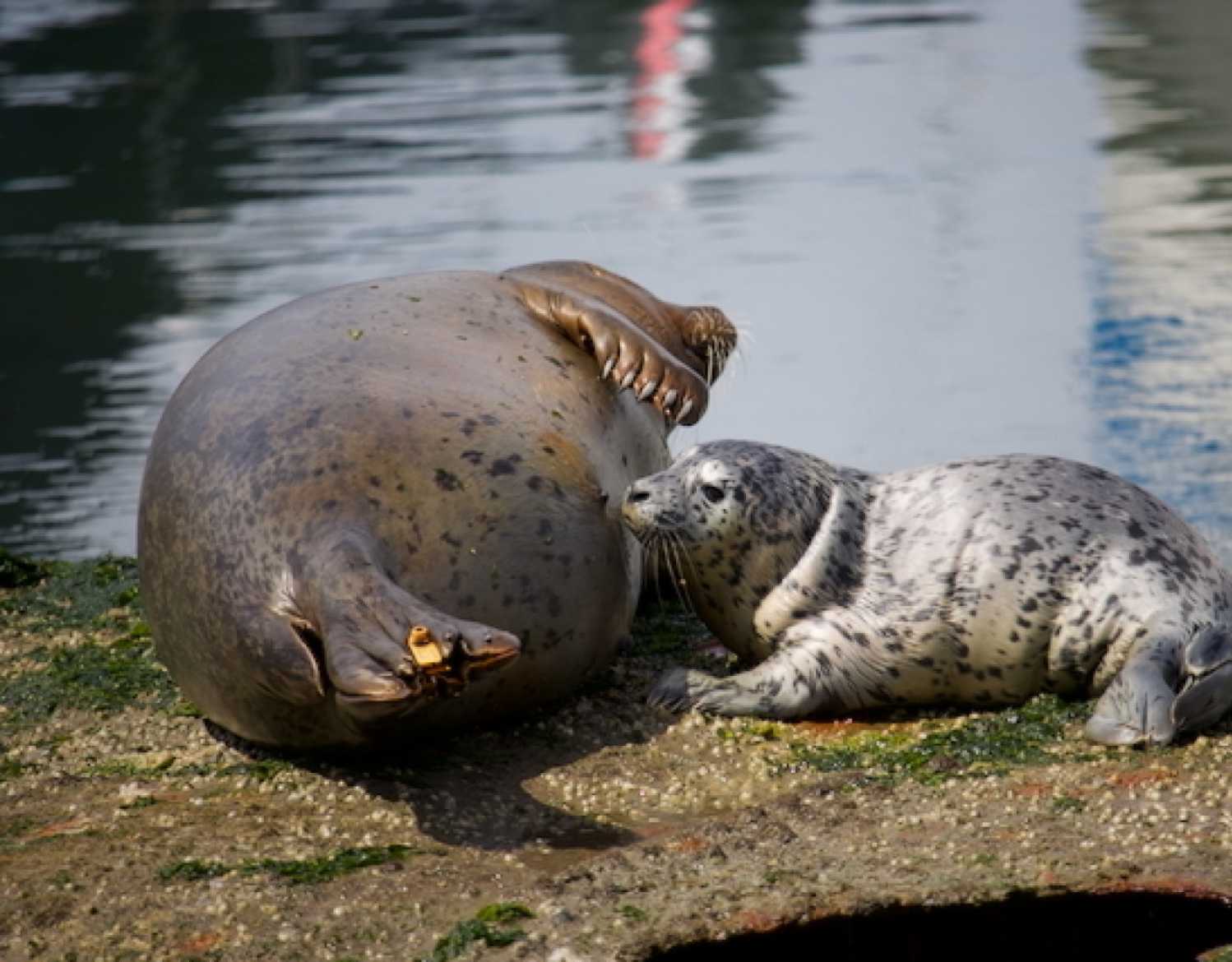 Your Guide to Seeing Harbor Seal Pups in California | The Marine Mammal ...