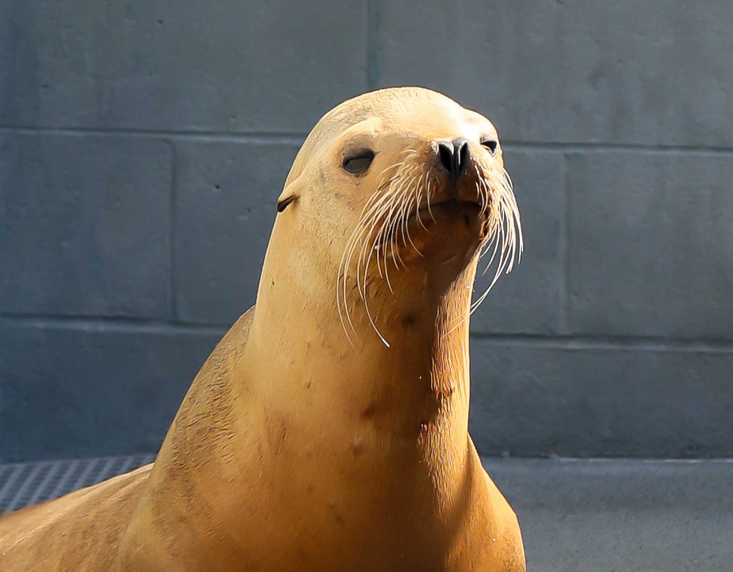 Shimmy | The Marine Mammal Center