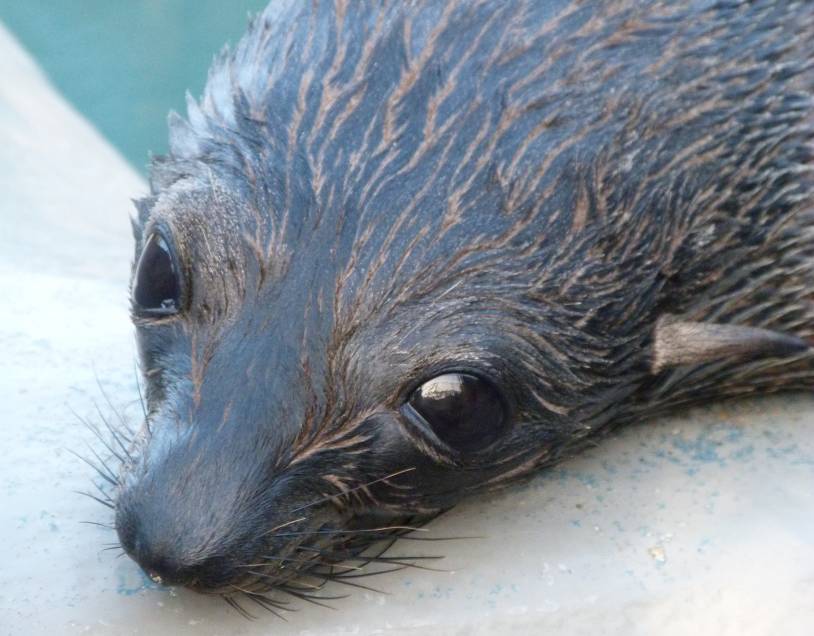 Mardou | The Marine Mammal Center