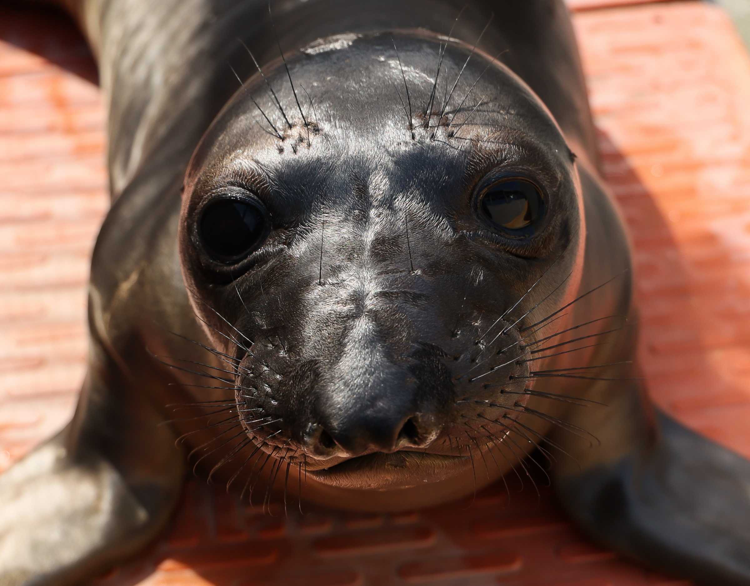 Mandrake (restrand) | The Marine Mammal Center