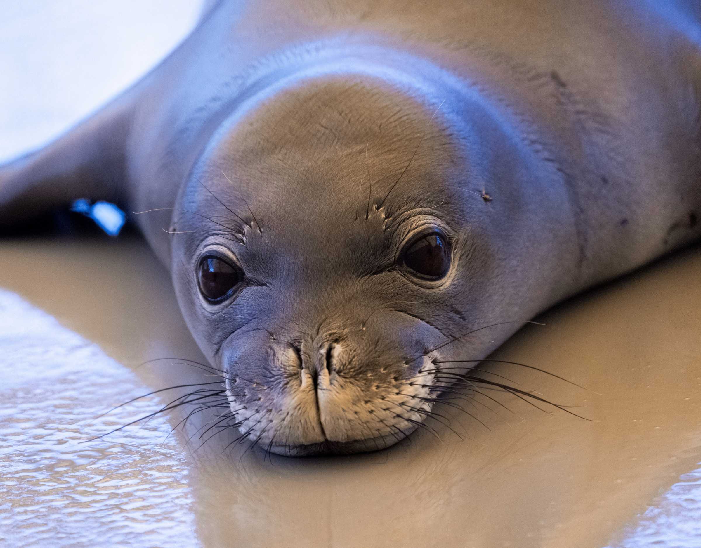 Endangered Hawaiian Monk Seal Released Back to Northwestern Hawaiian ...
