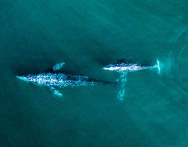 How Do Whales Sleep? And Other Whale Trivia | The Marine Mammal Center