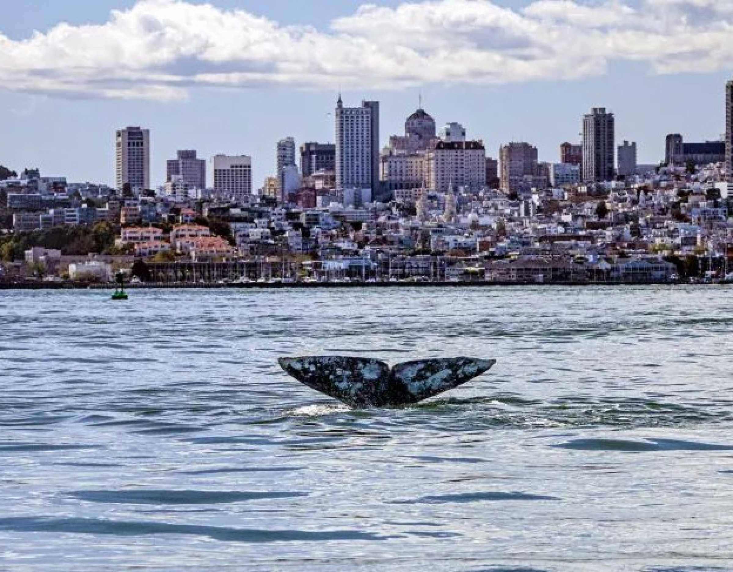 Mercury News: Lots of Gray Whales Are Swimming Under the Golden Gate ...