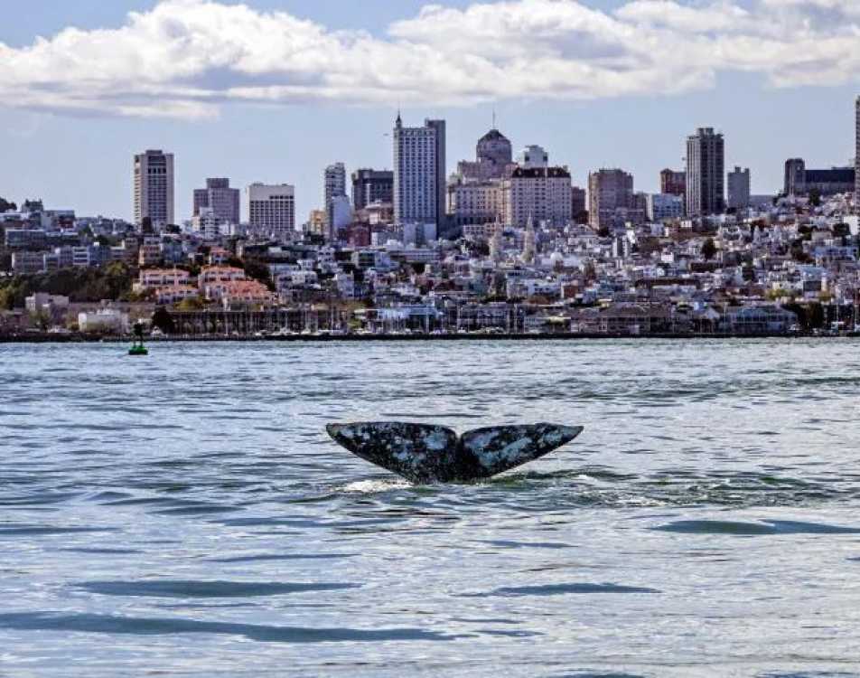 Mercury News: Lots of Gray Whales Are Swimming Under the Golden Gate ...