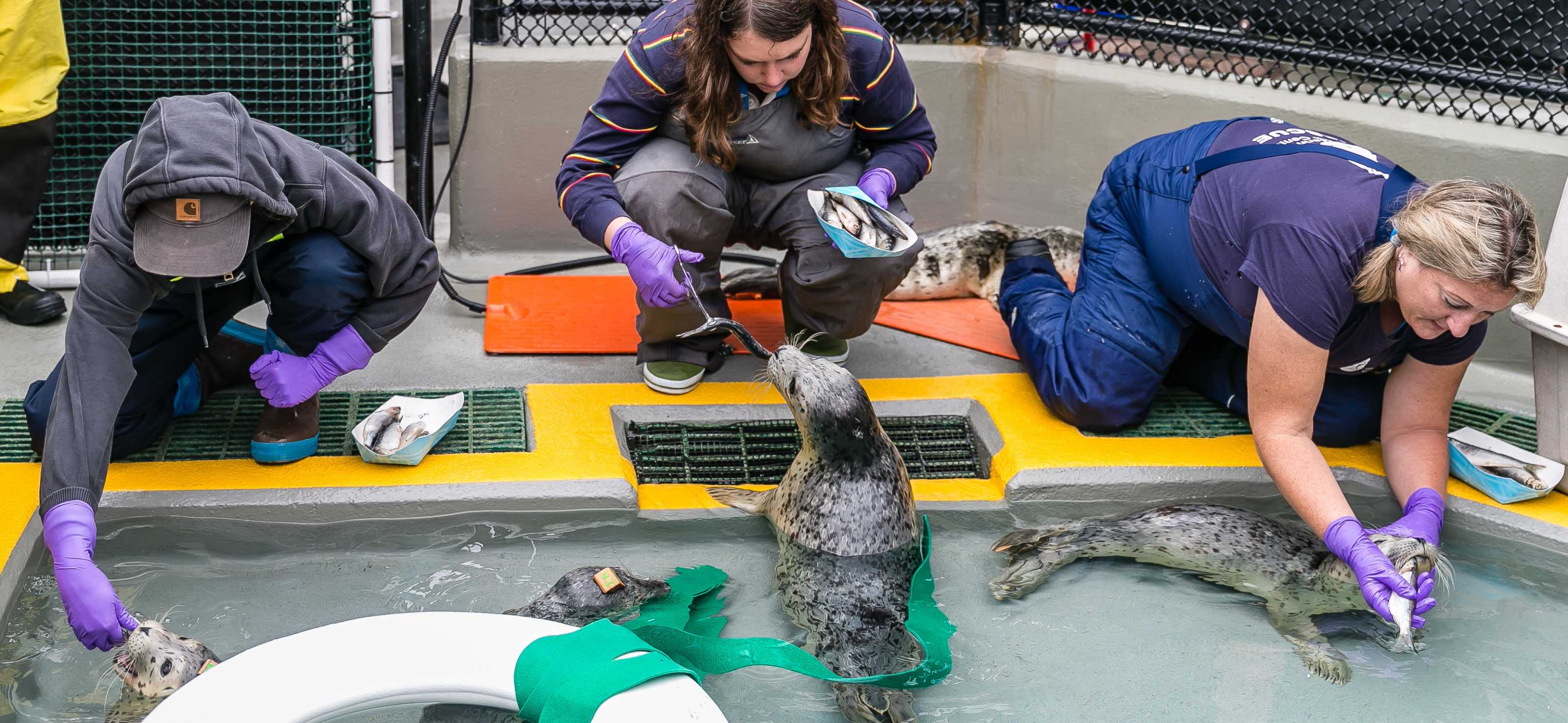 Pupping Season Spotlight: Caring for an Orphaned Harbor Seal Pup | The ...