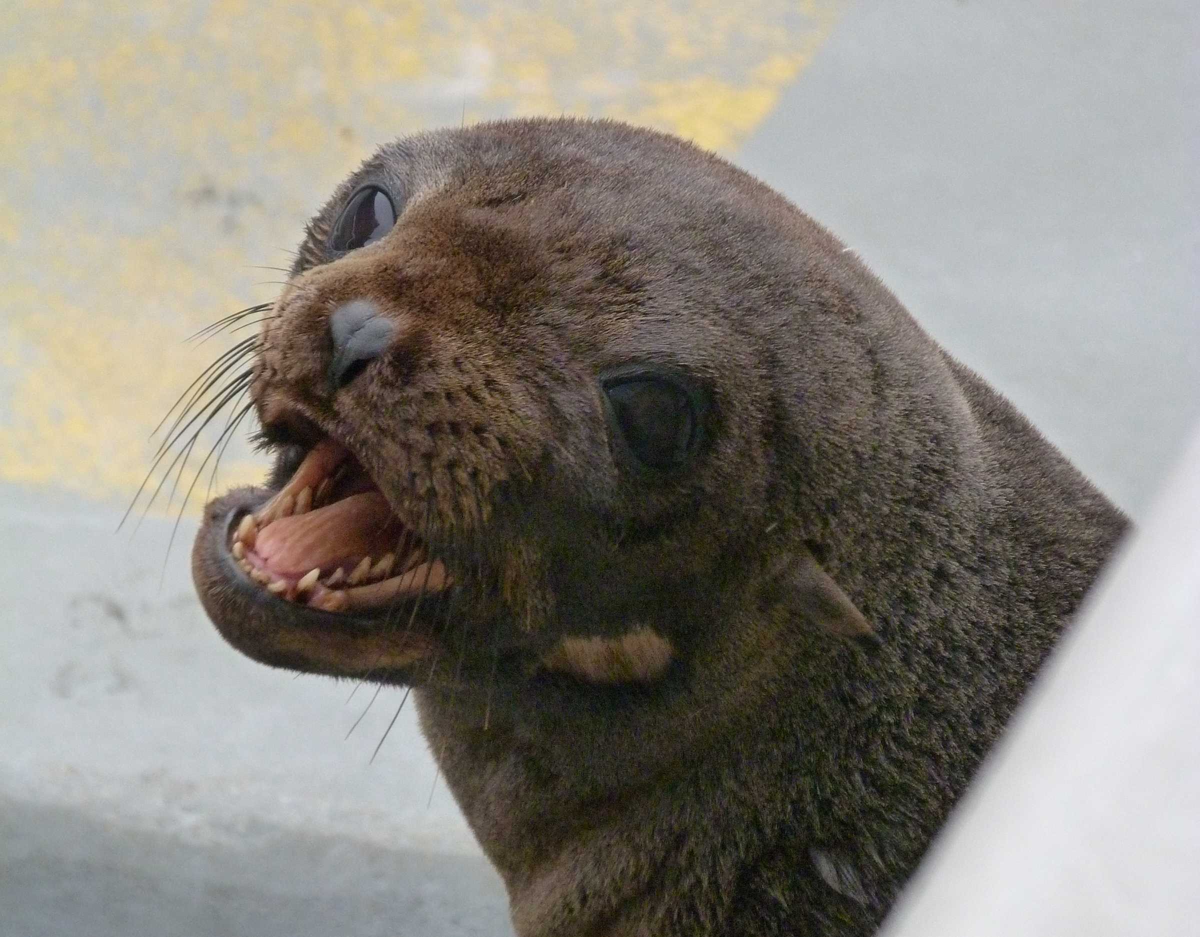 Wild Tangerine | The Marine Mammal Center