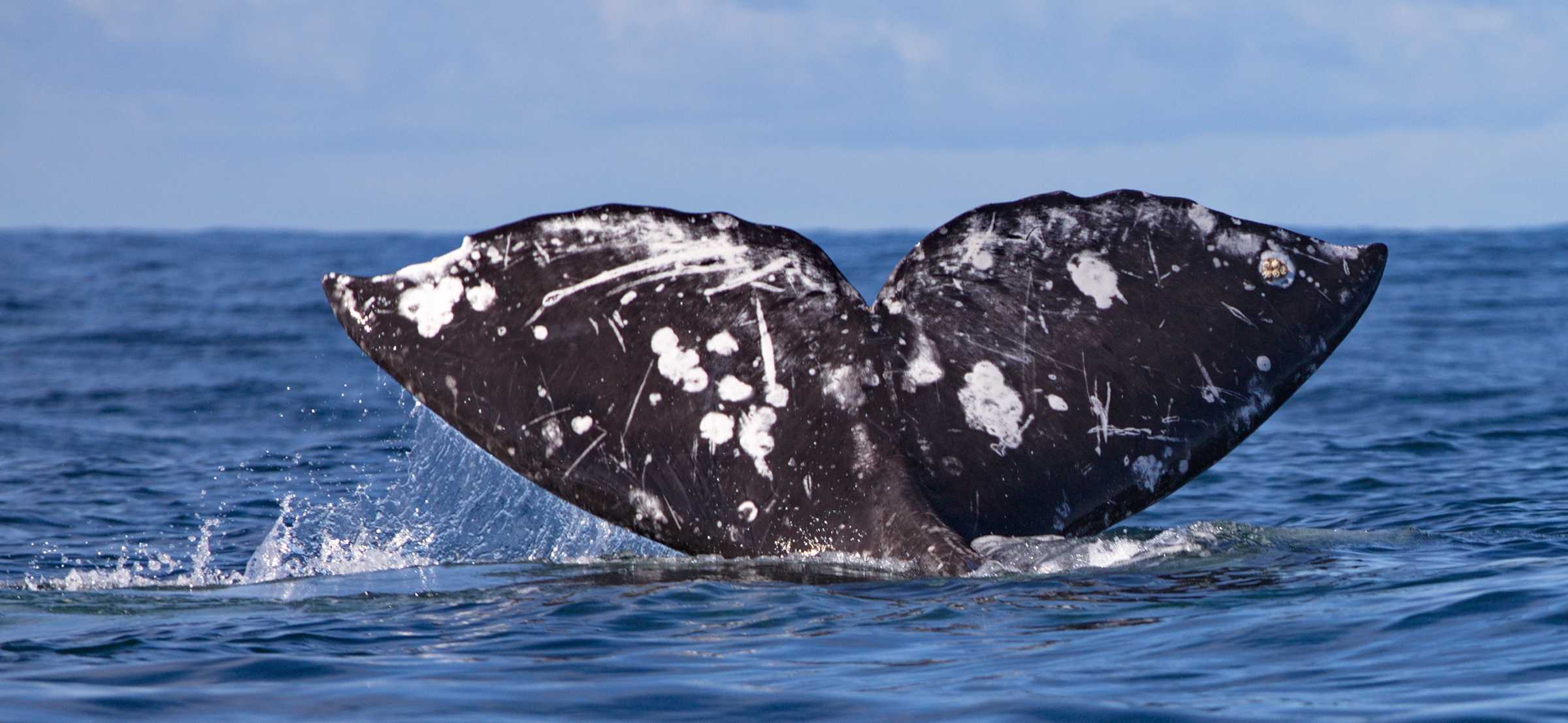 How To See the Gray Whale Migration and Help Save a Life | The Marine ...