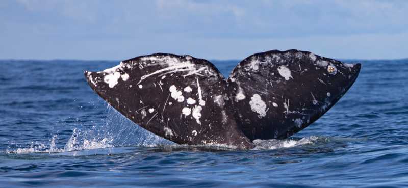 How To See the Gray Whale Migration and Help Save a Life | The Marine ...