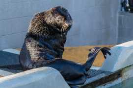 Domoic Acid Toxicosis | The Marine Mammal Center