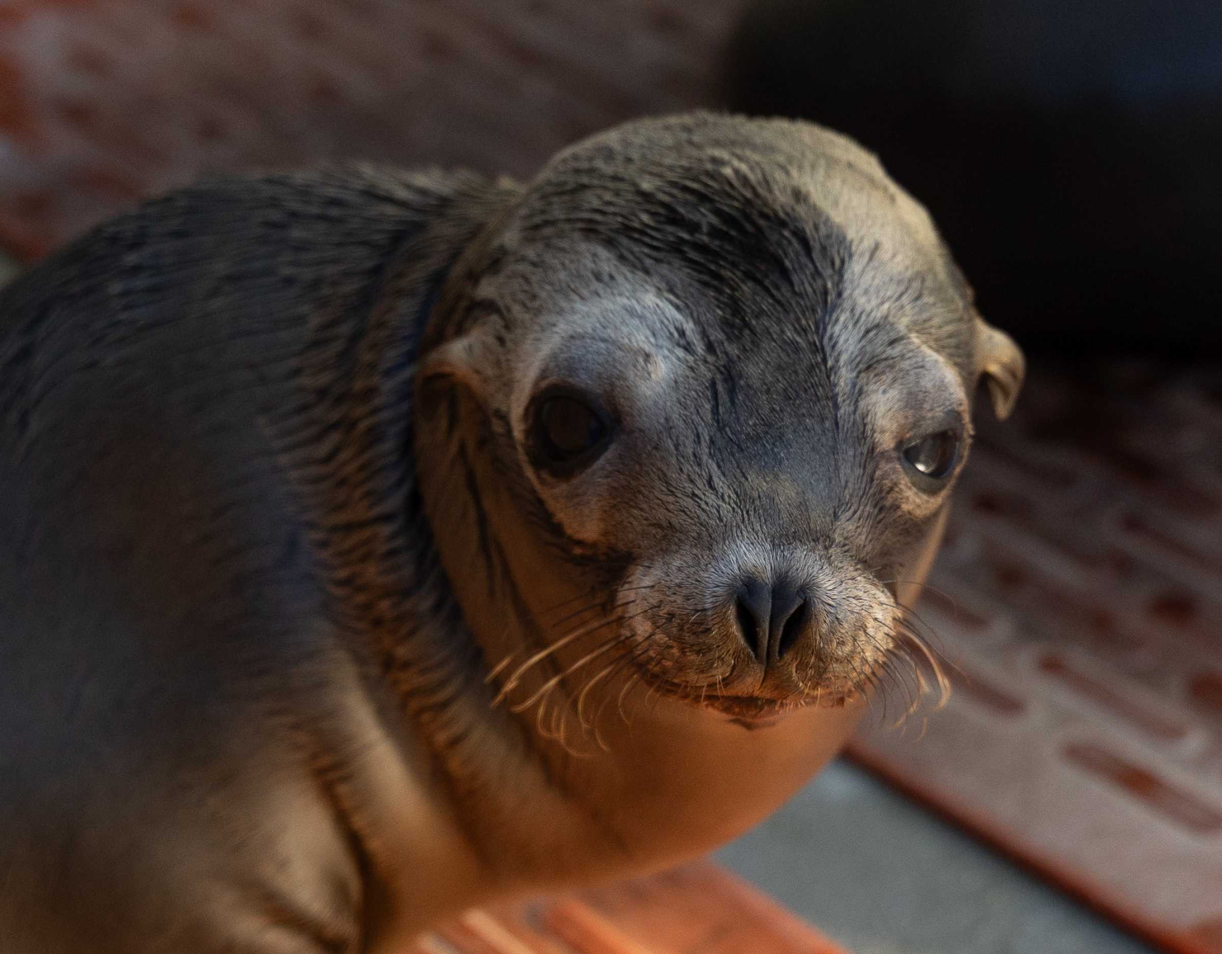 Arabella | The Marine Mammal Center