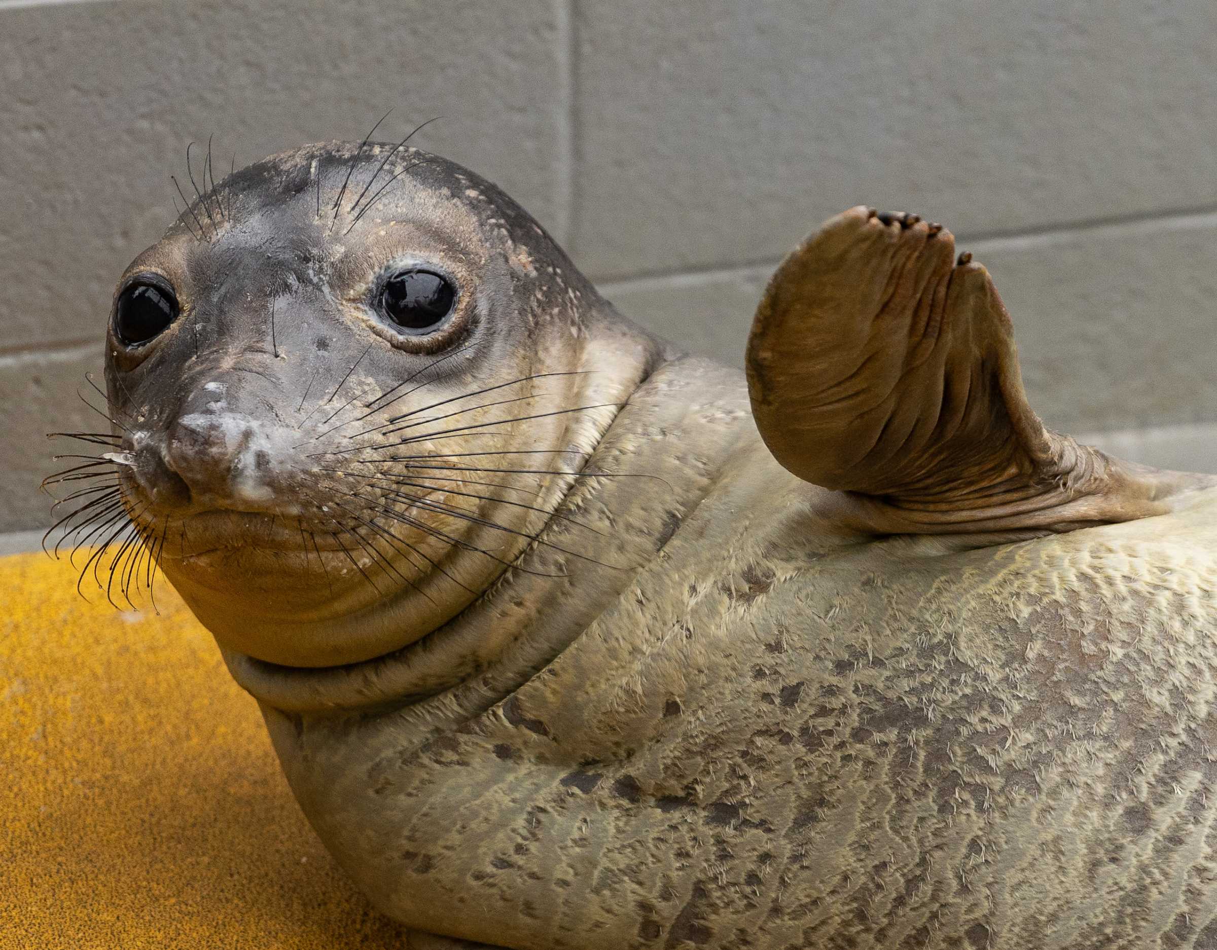 Macabee | The Marine Mammal Center