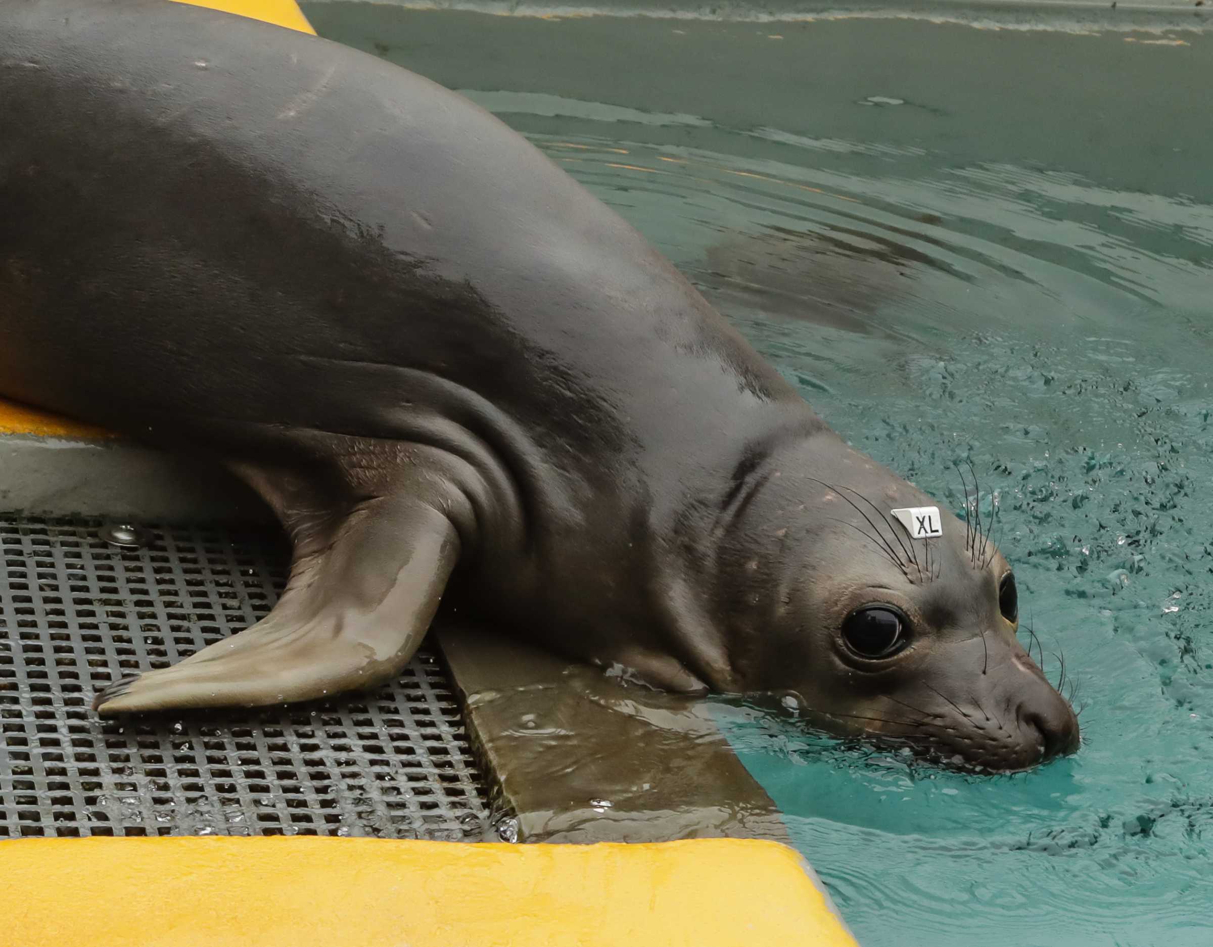 Okra | The Marine Mammal Center